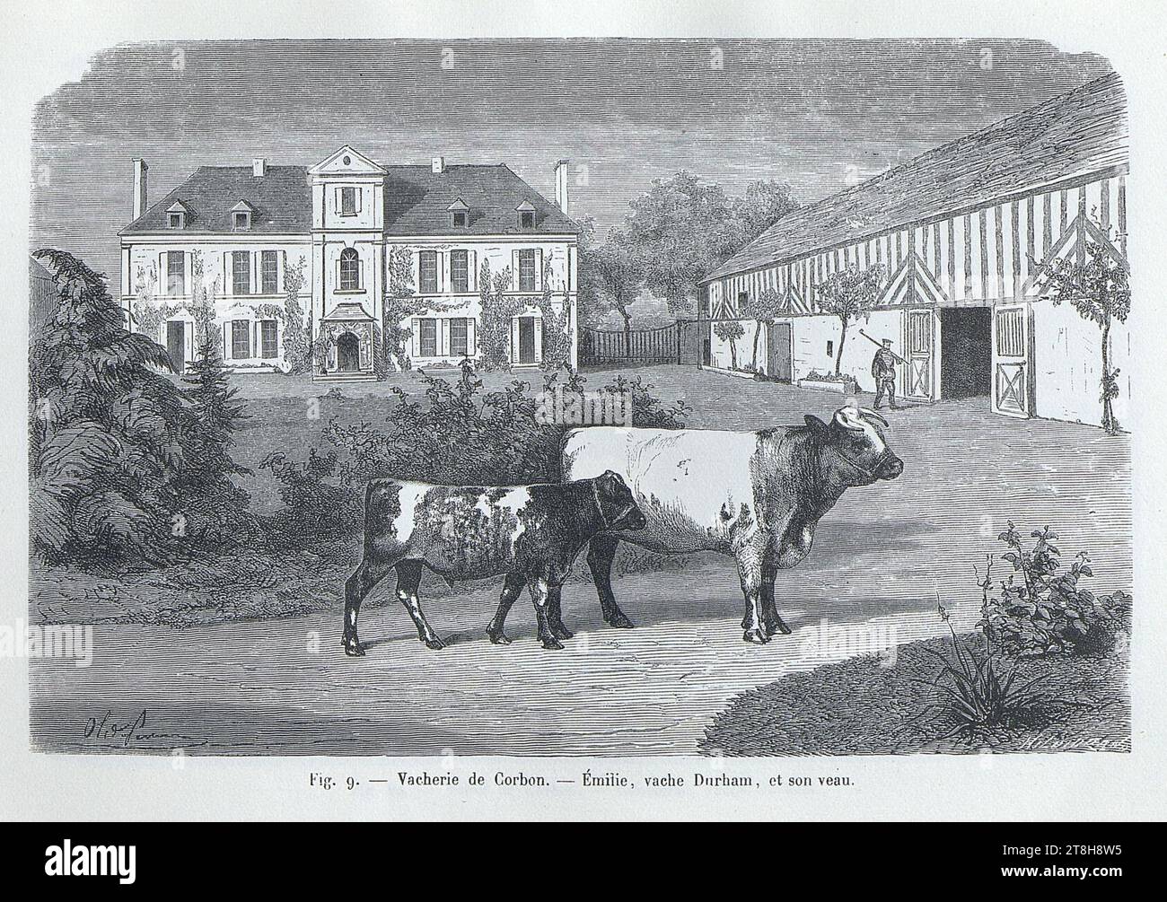 Vache Durham et son veau à la vacherie impériale de Corbon (31849385930 ...