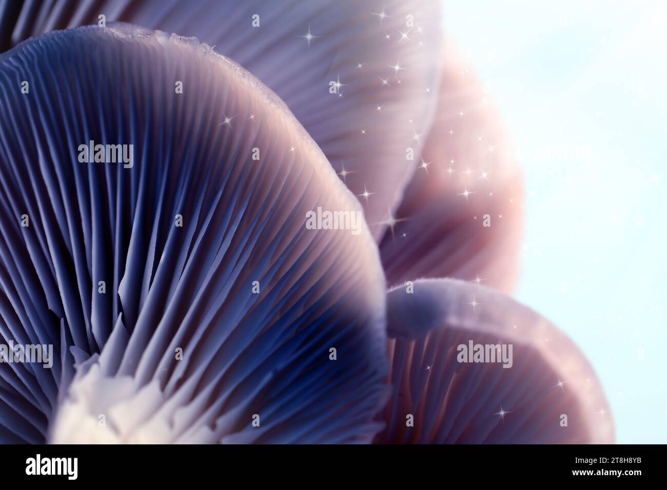 Fresh psilocybin (magic) mushrooms with stars on light background ...