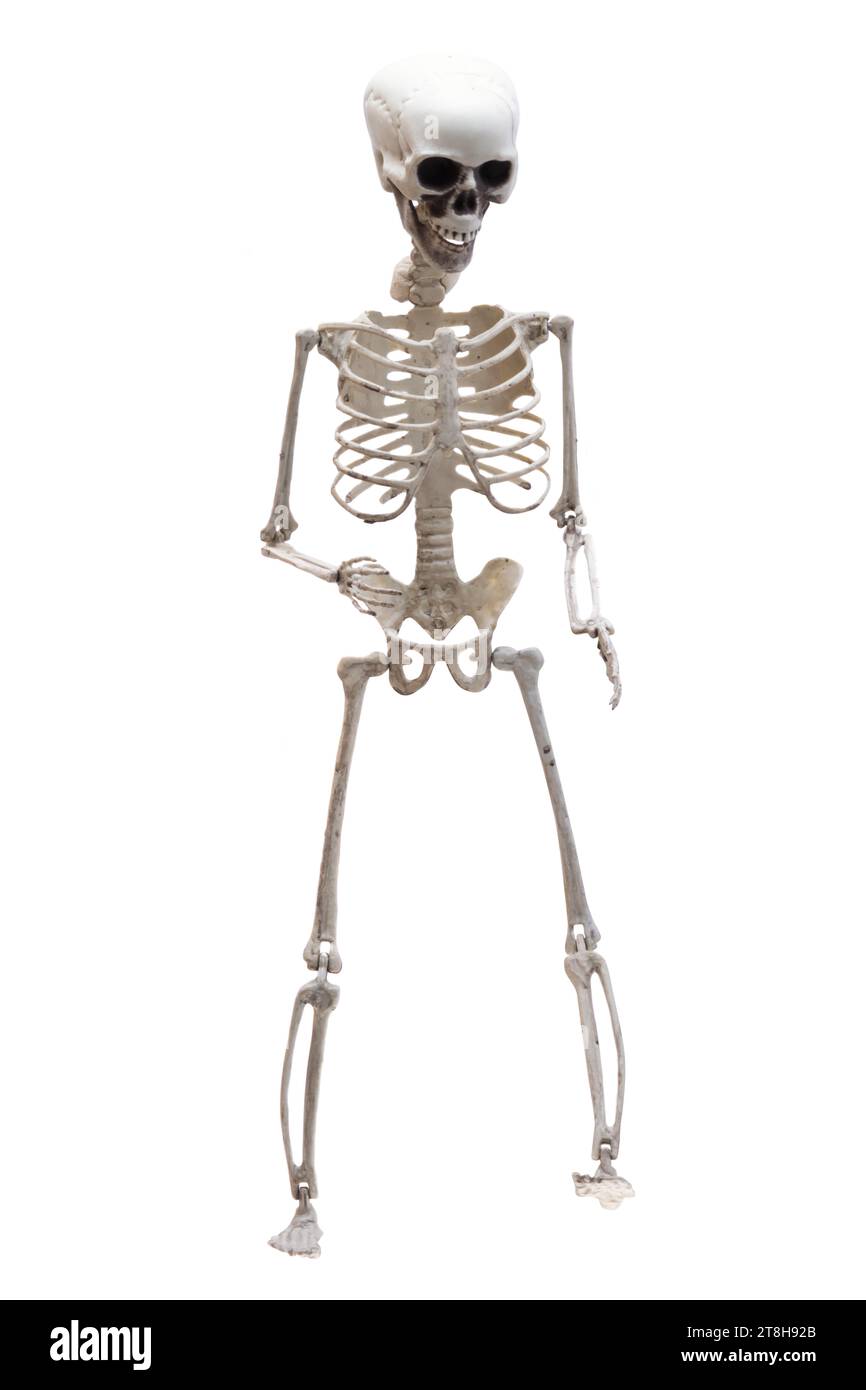 skeleton isolated on white background Stock Photo - Alamy
