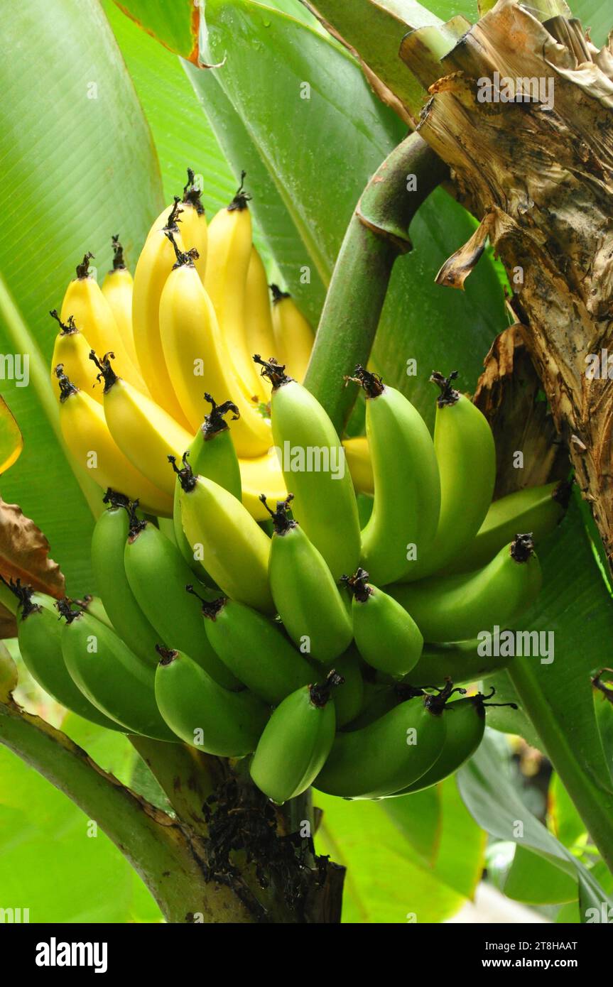 Bunch of Half ripe bananas hanging on a tree Stock Photo - Alamy