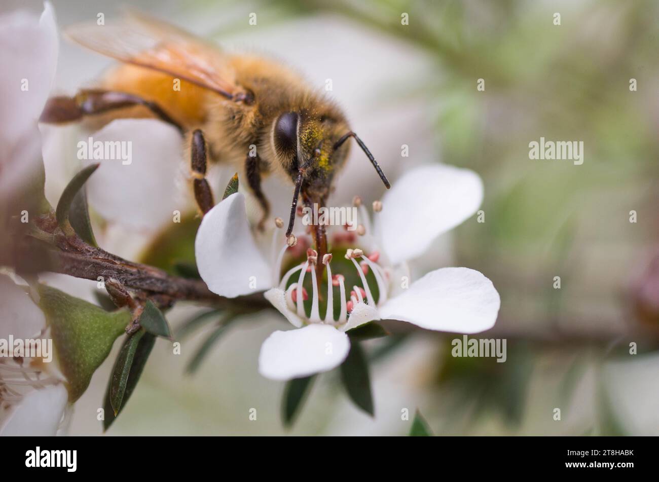 honey bee on white manuka flower with medicinal properties Stock Photo ...