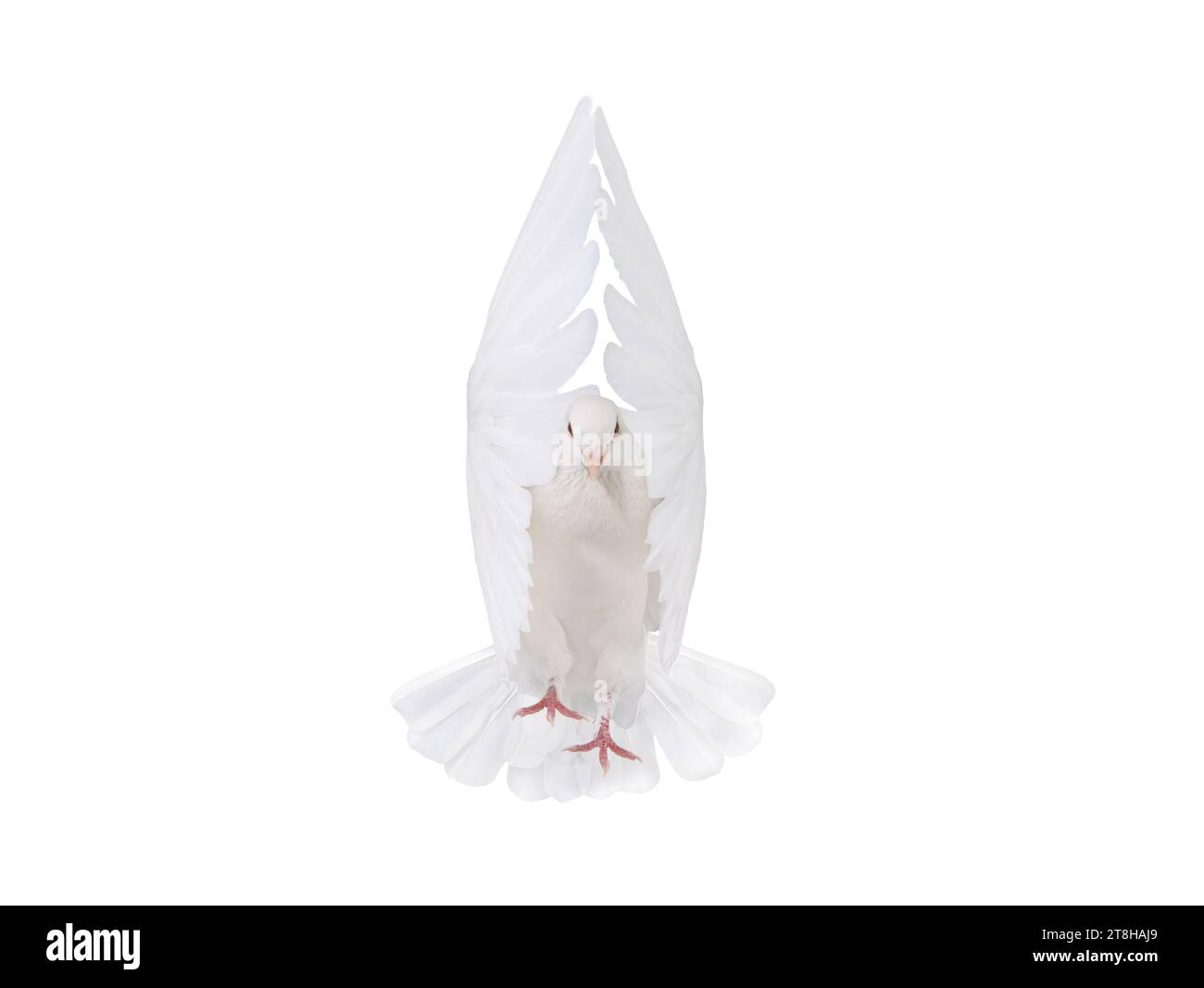 Flying a dove Cut Out Stock Images & Pictures - Alamy