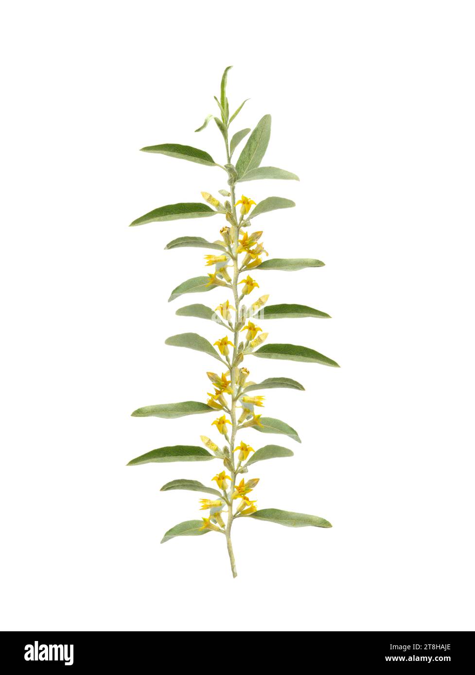 flowering olive branch isolated on white background Stock Photo - Alamy