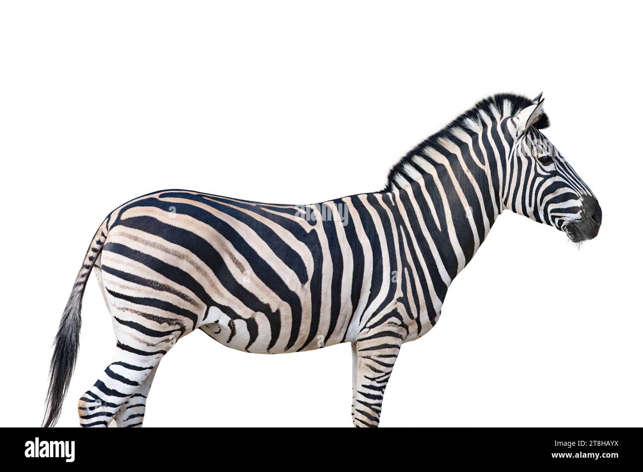 beautiful and clean zebra standing in profile isolated on white background Stock Photo - Alamy