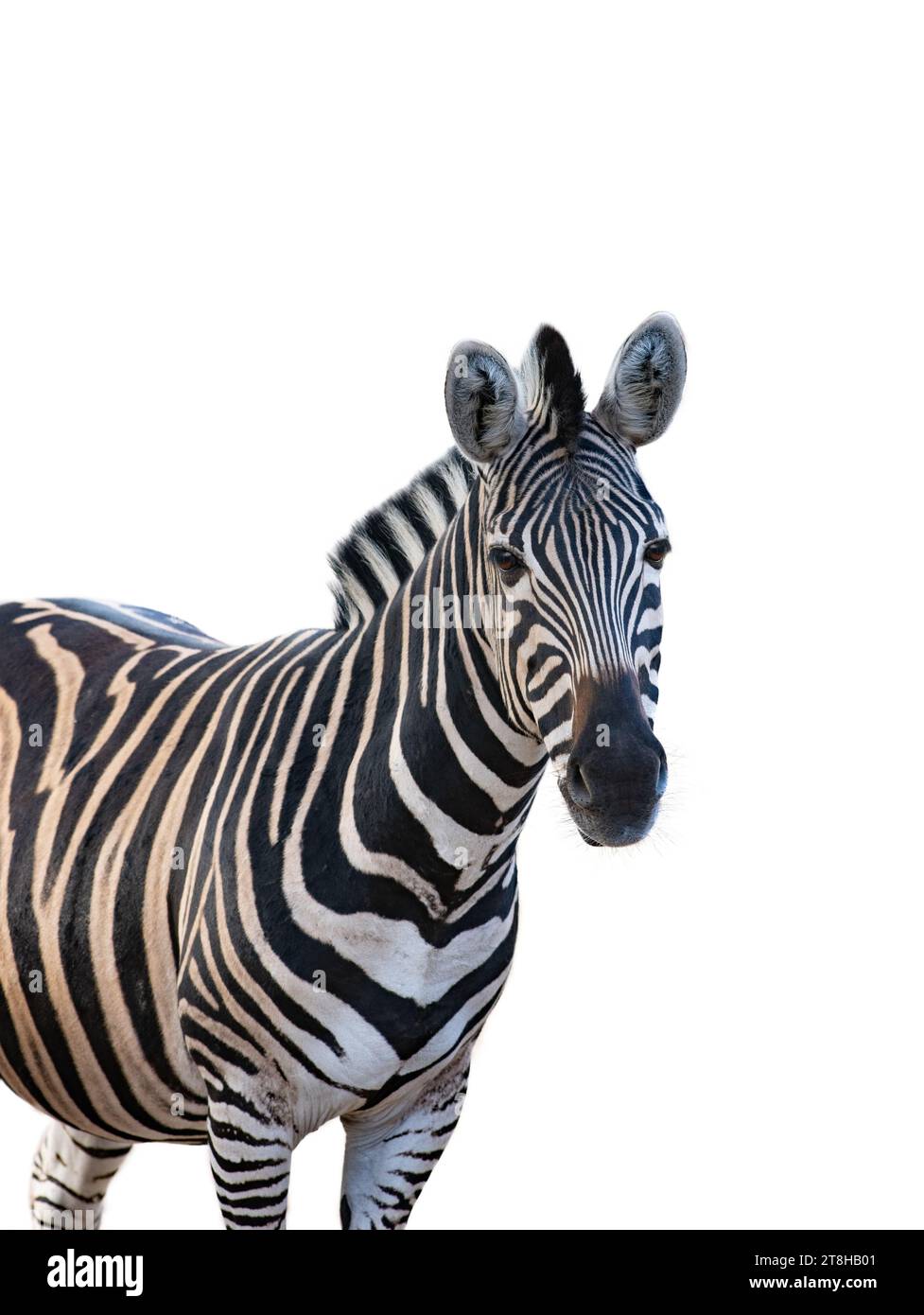 portrait of beautiful zebra isolated on white background Stock Photo ...