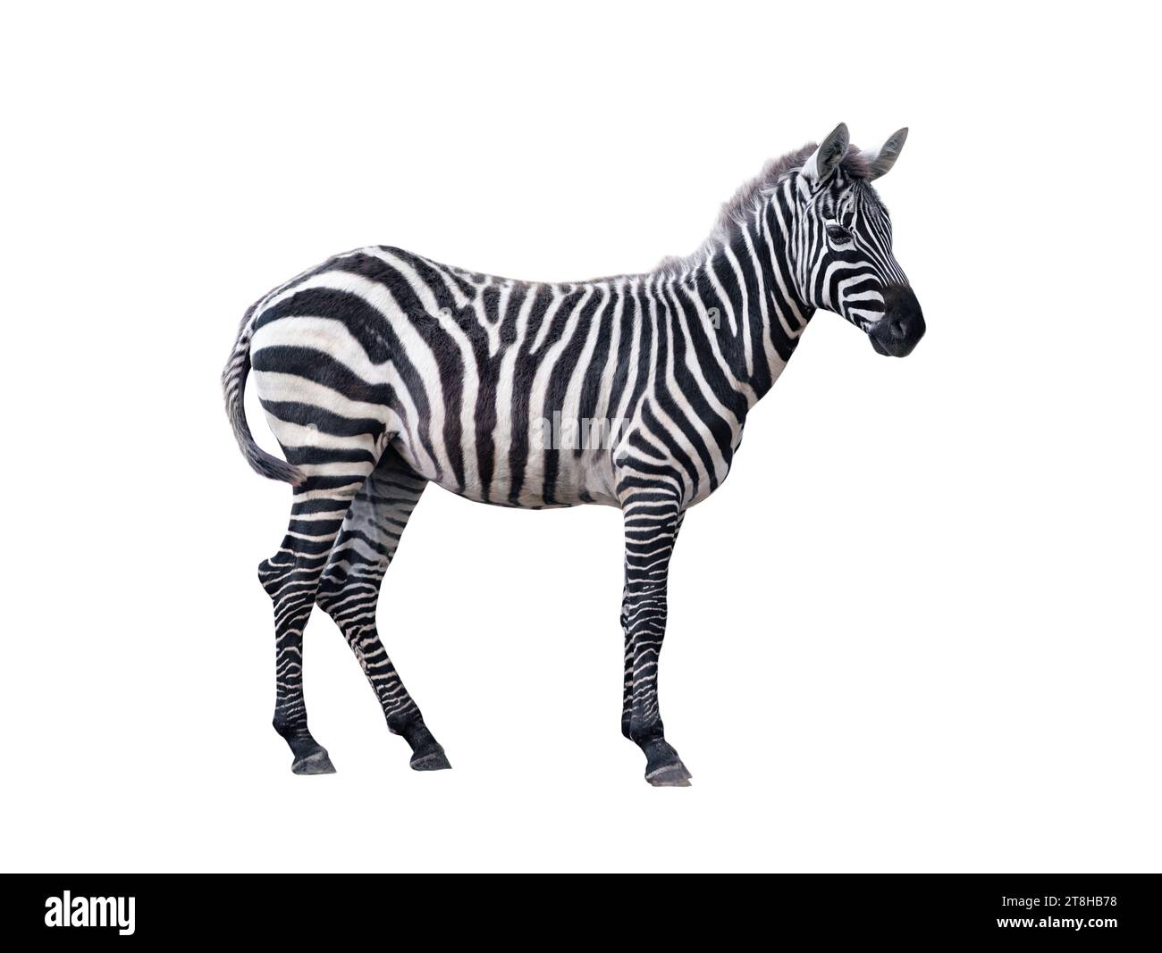 beautiful and clean zebra standing in profile isolated on white ...