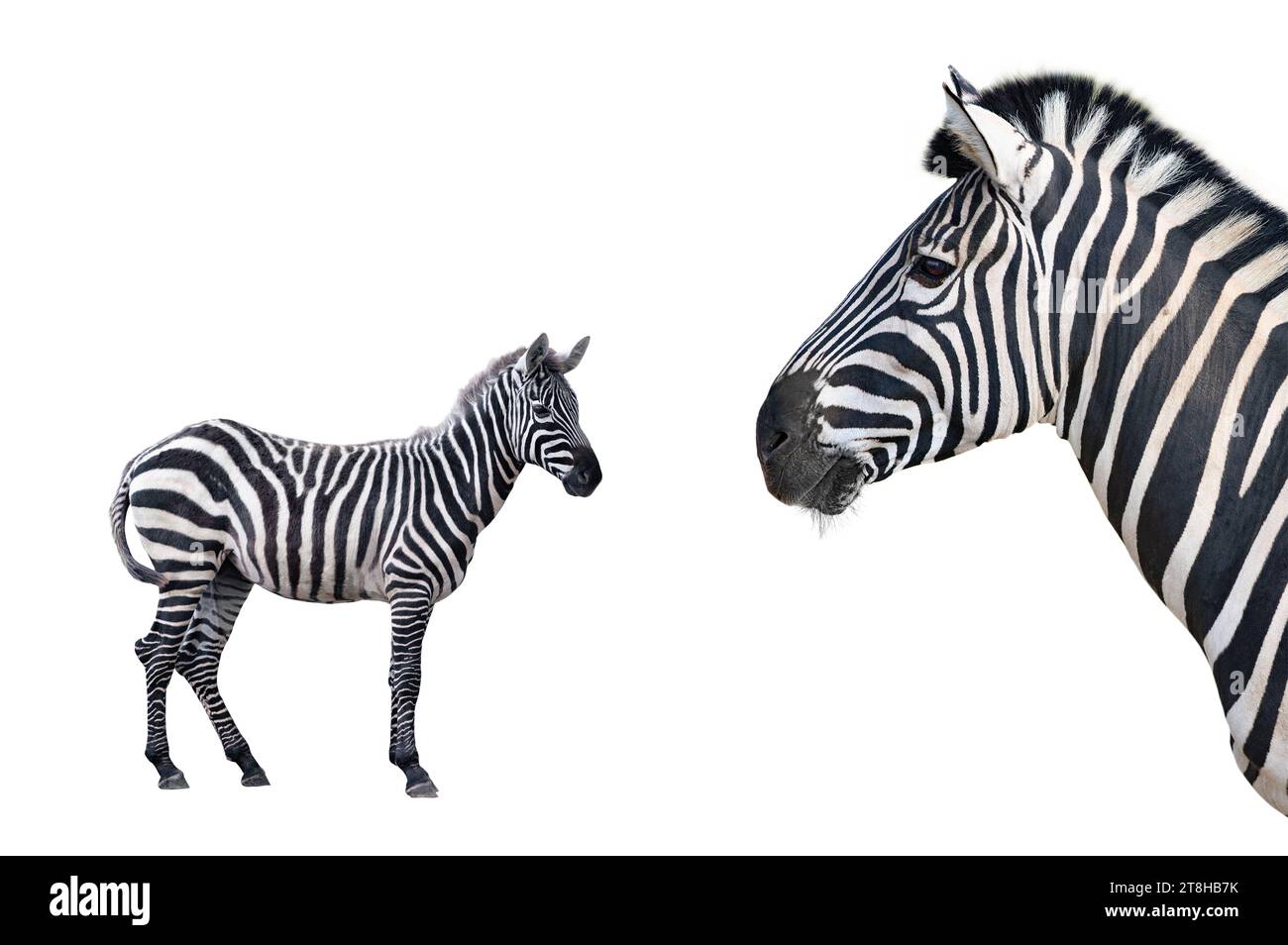 two beautiful zebra isolated on white background Stock Photo - Alamy