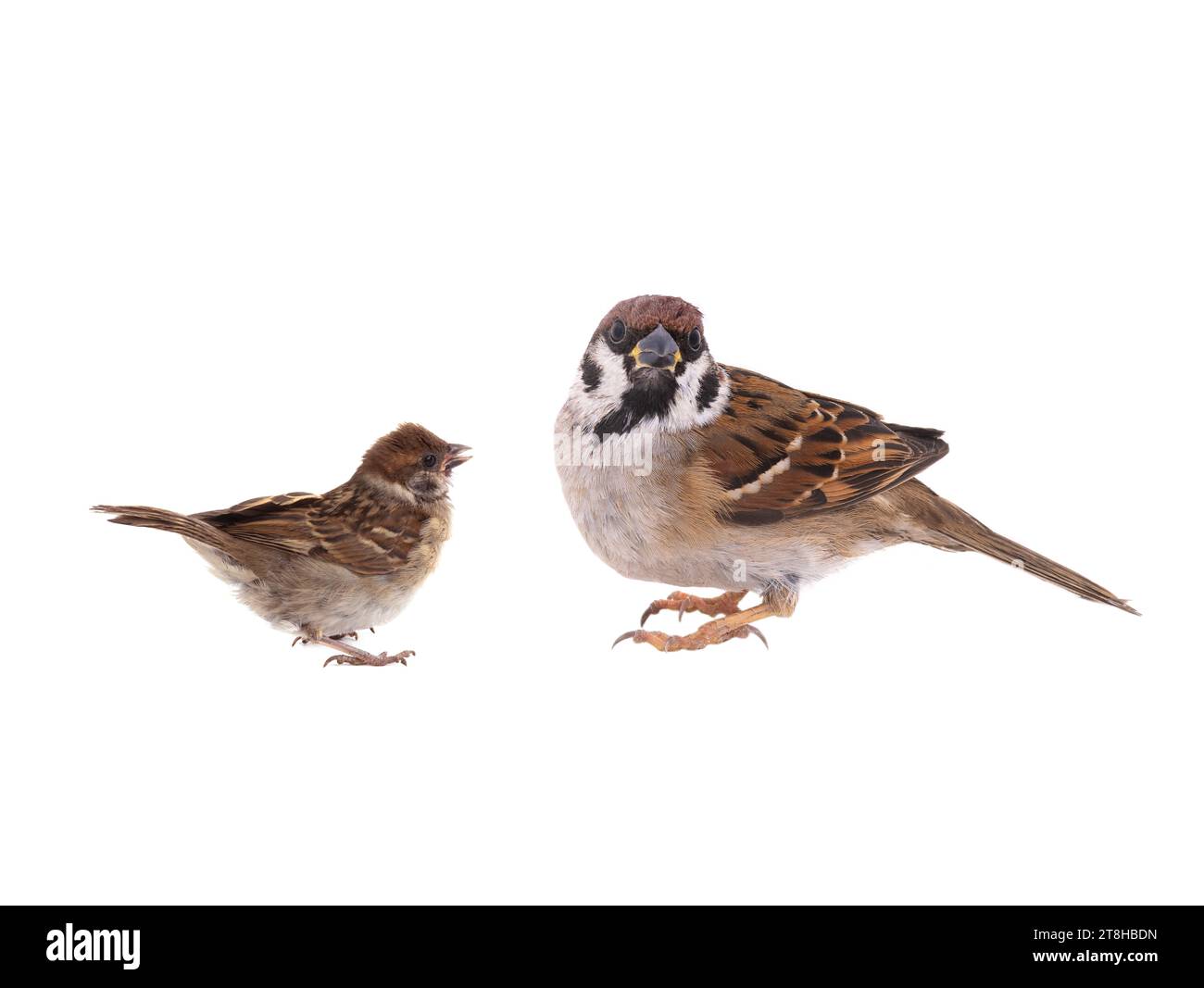 two sparrow isolated on white background Stock Photo - Alamy