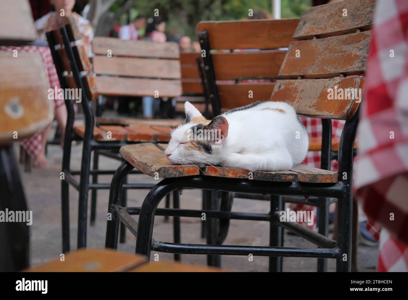Cat cafe istanbul hi-res stock photography and images - Alamy
