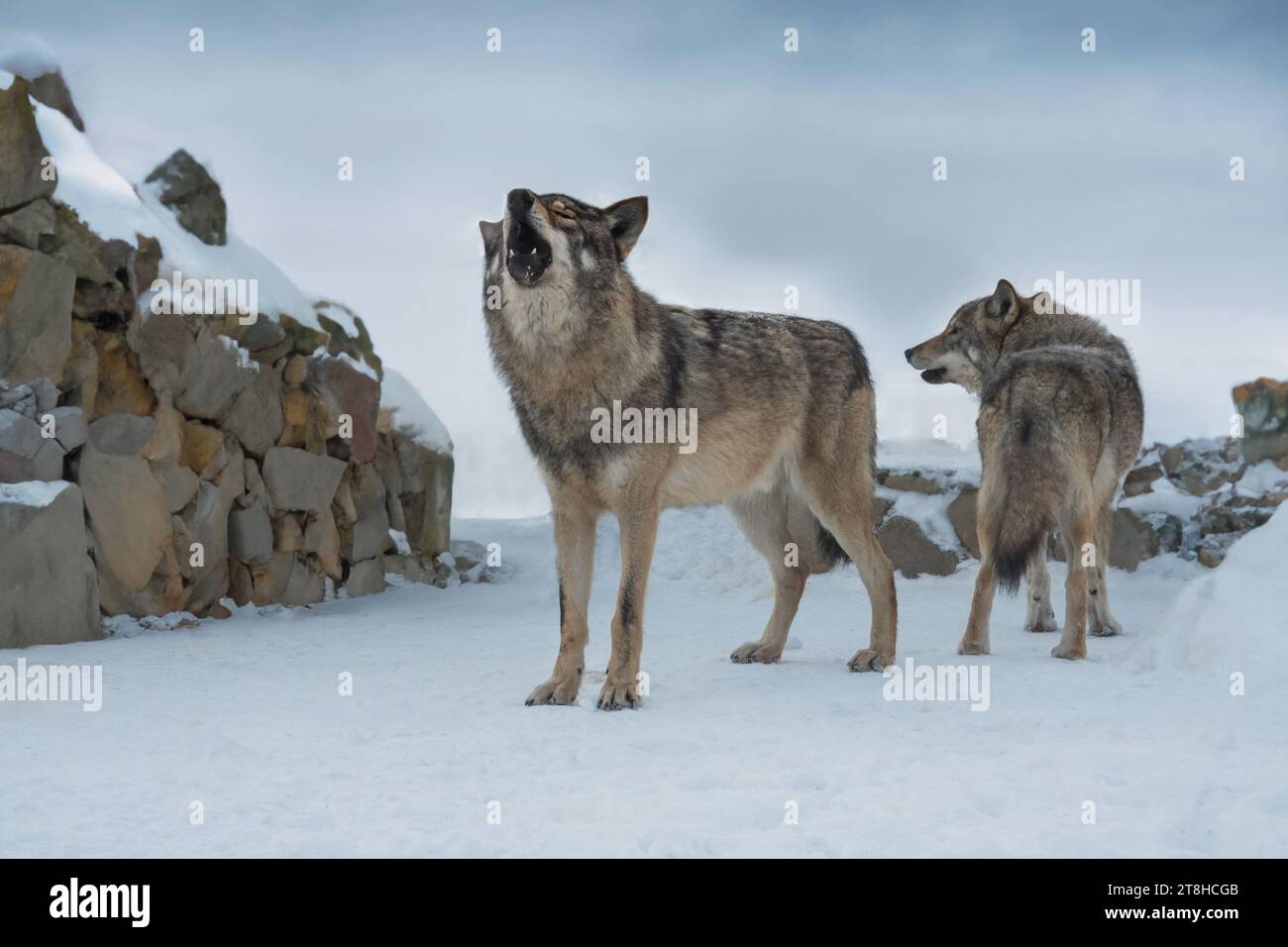 The howling stones hi-res stock photography and images - Alamy
