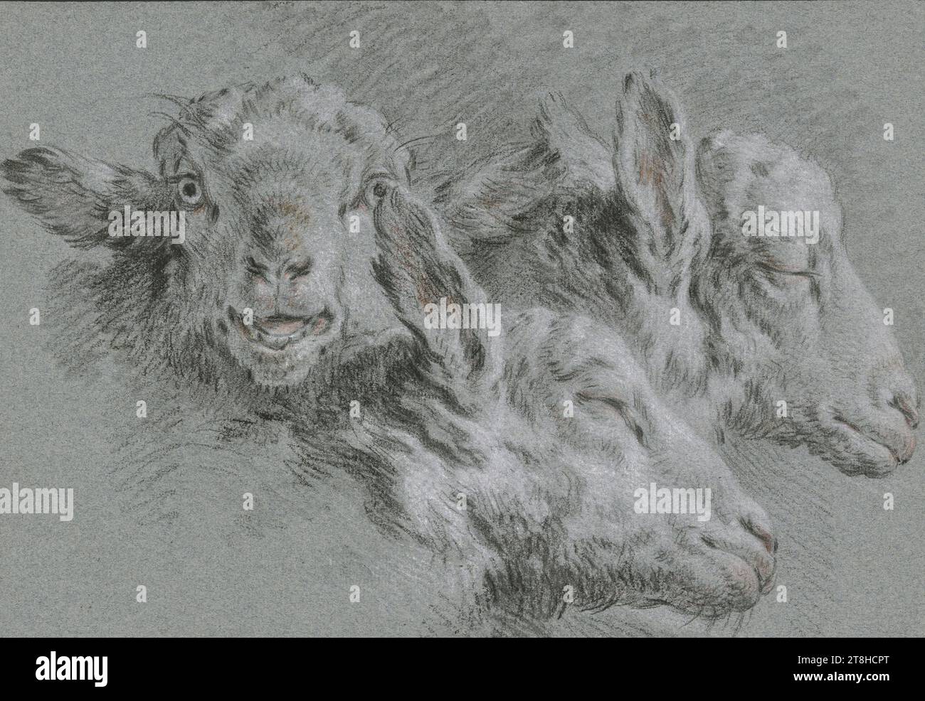 Three sheeps heads hi-res stock photography and images - Alamy