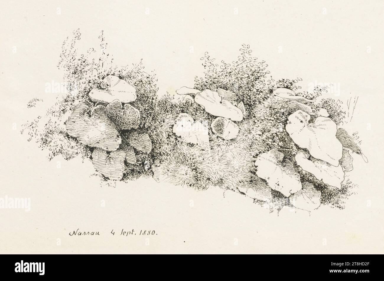 Pen drawing plants hi-res stock photography and images - Alamy