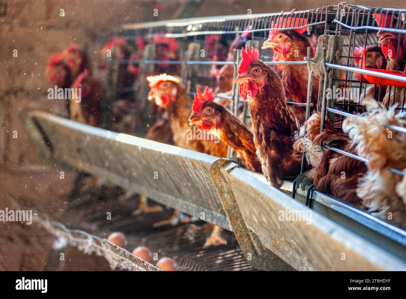 Small business farming , egg production, hens in the cages Stock Photo ...