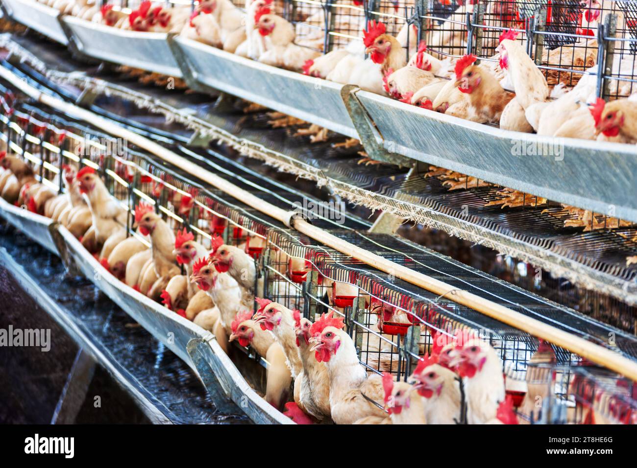 africa, agribusiness, agricultural, america, barn, battery, bird ...
