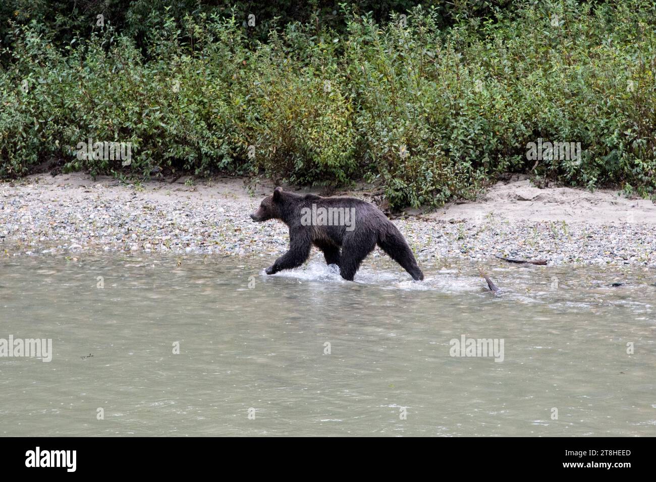 Grizzly Bear at the banks of Orford River near Bute Inlet in the ...