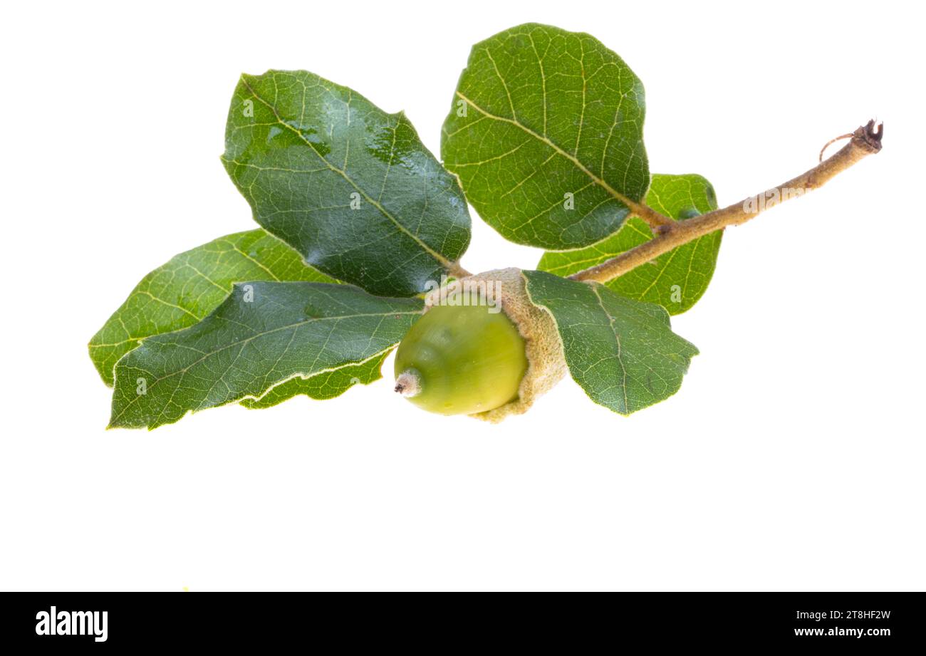 Holm oak quercus ilex fruit hi-res stock photography and images - Alamy