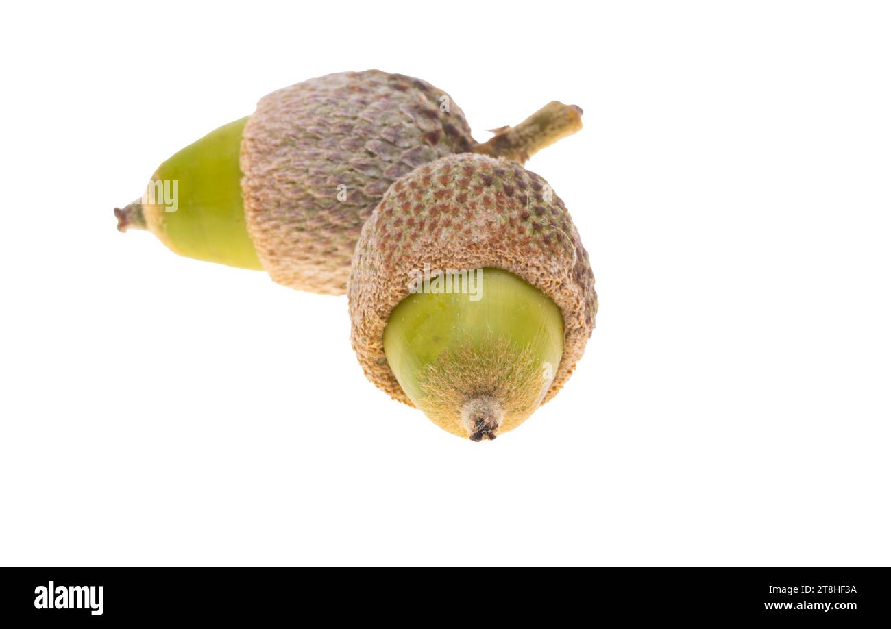 holm oak acorn isolated on white background Stock Photo - Alamy