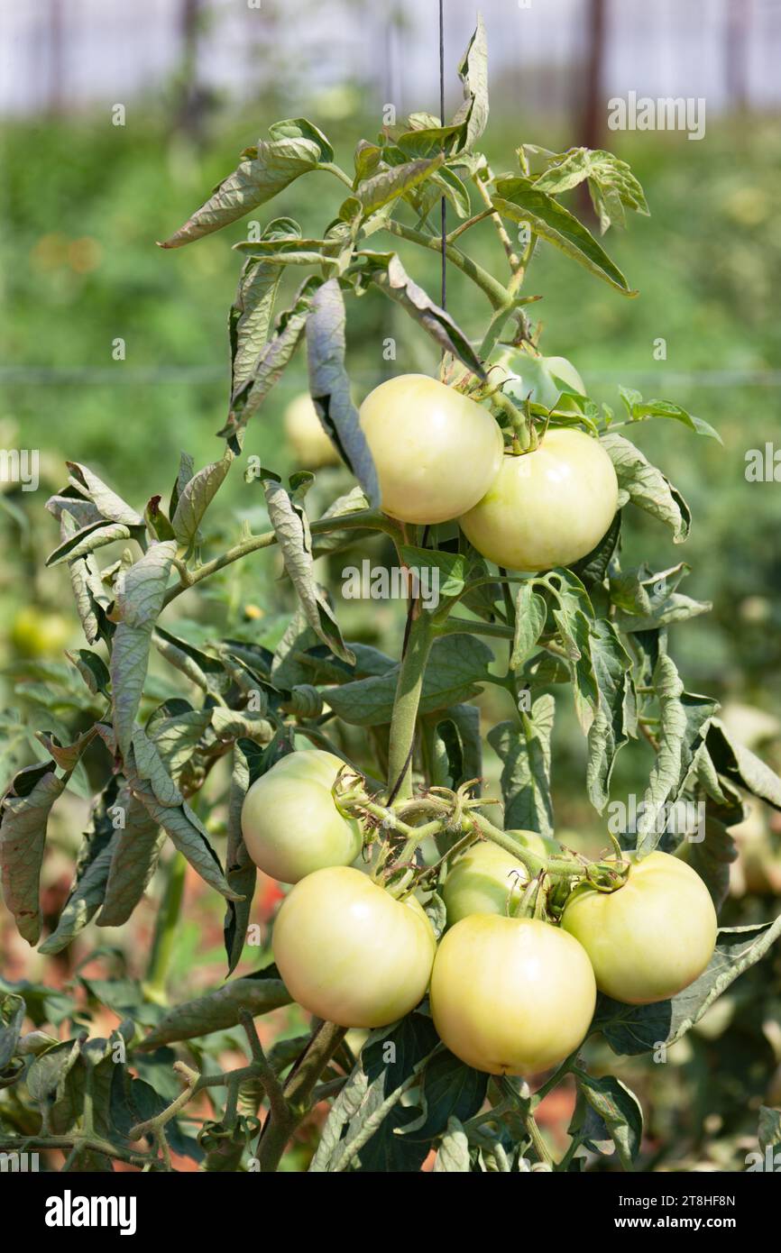 green tomatoes growing in the green house under the shade net to ...