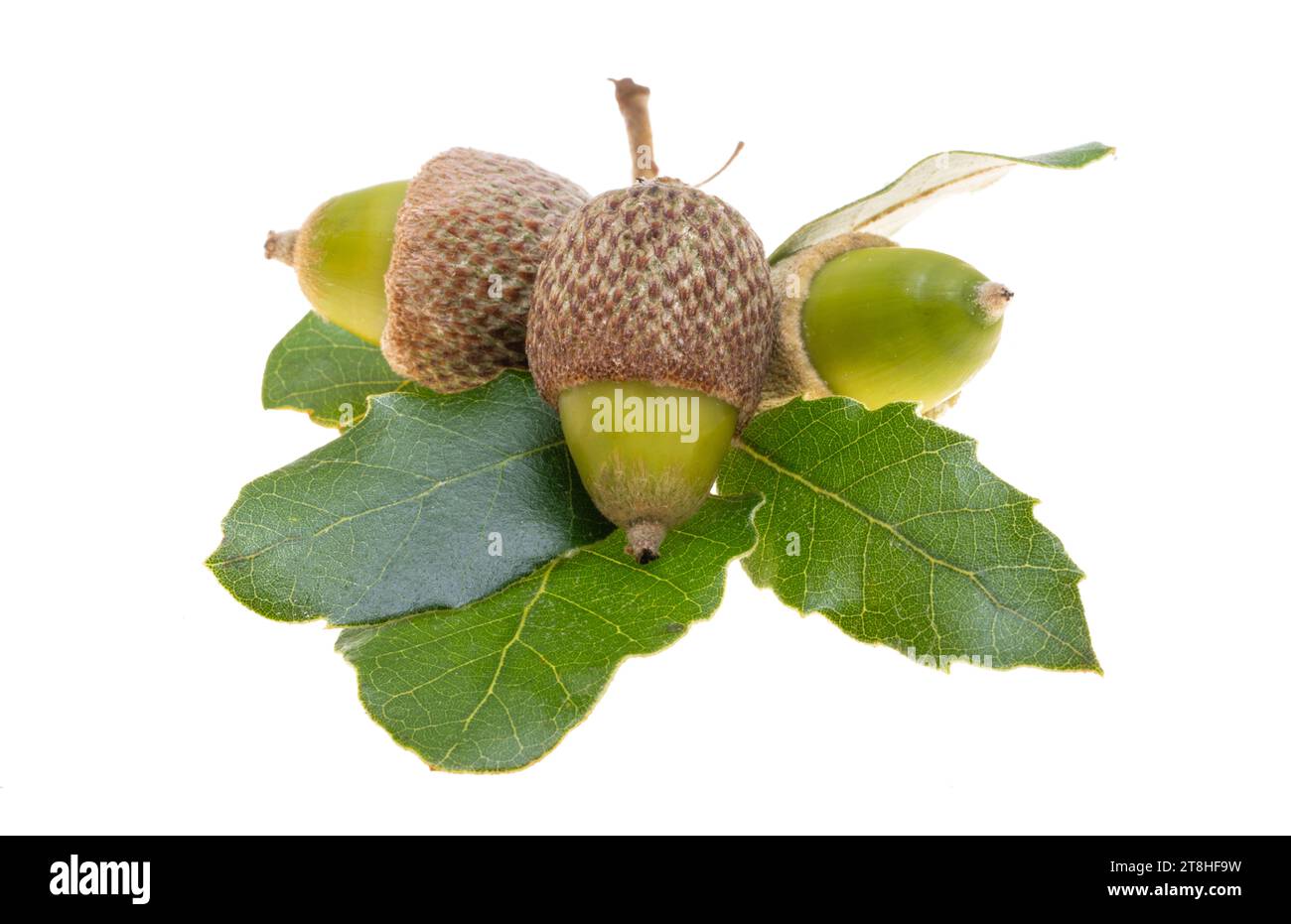 holm oak acorn isolated on white background Stock Photo - Alamy