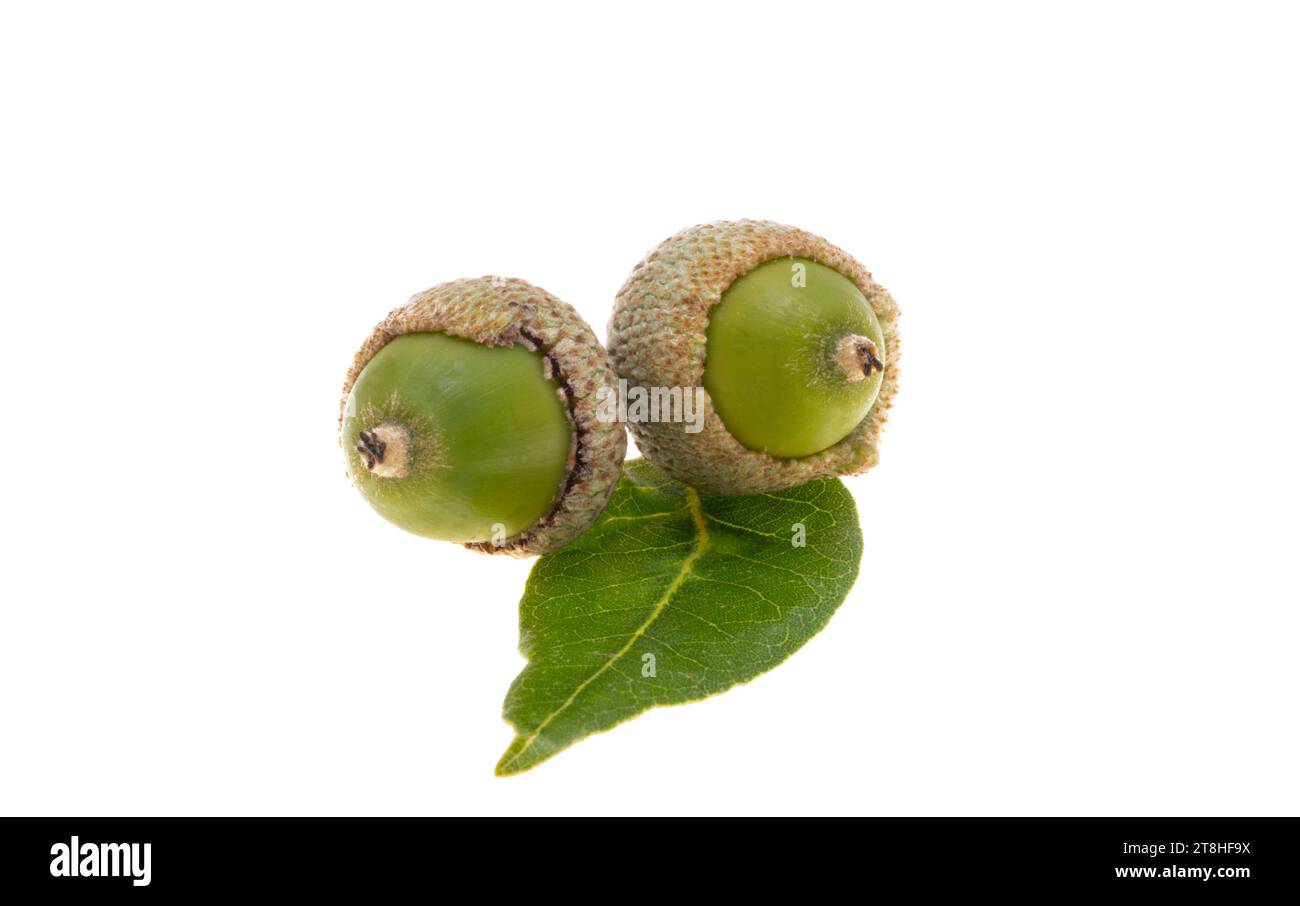 holm oak acorn isolated on white background Stock Photo - Alamy