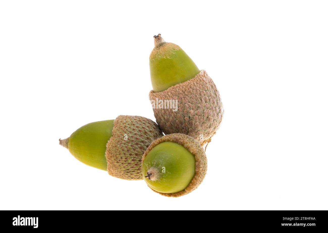 holm oak acorn isolated on white background Stock Photo - Alamy