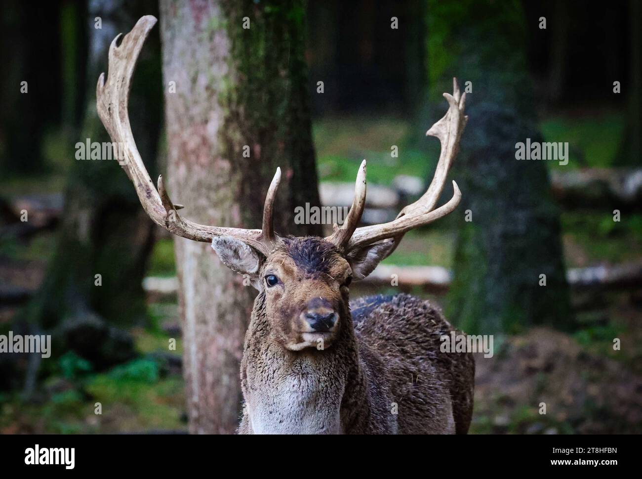 12.11.2023, Poing, GER, Unterwegs in Deutschland, Fototermin, Themenbild, Verschiedene ...