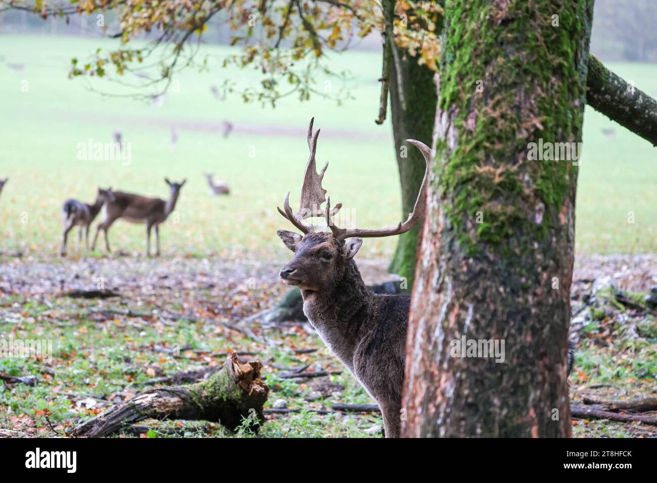12.11.2023, Poing, GER, Unterwegs in Deutschland, Fototermin, Themenbild, Verschiedene ...
