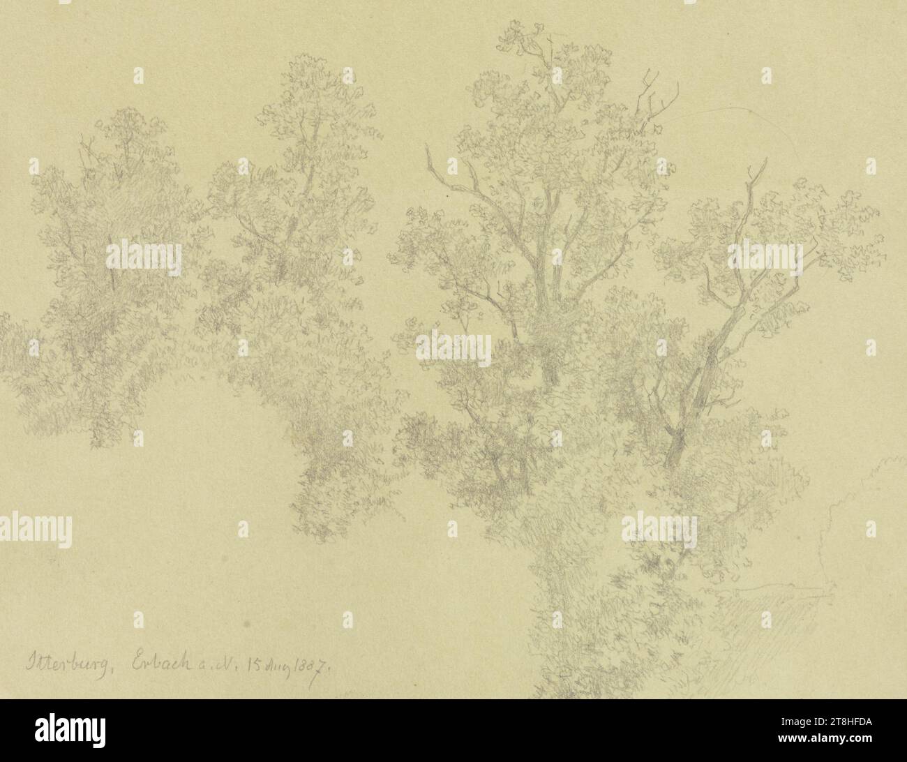 CARL THEODOR REIFFENSTEIN, treetops, August 15, 1887, sheet, 120 x 157 ...