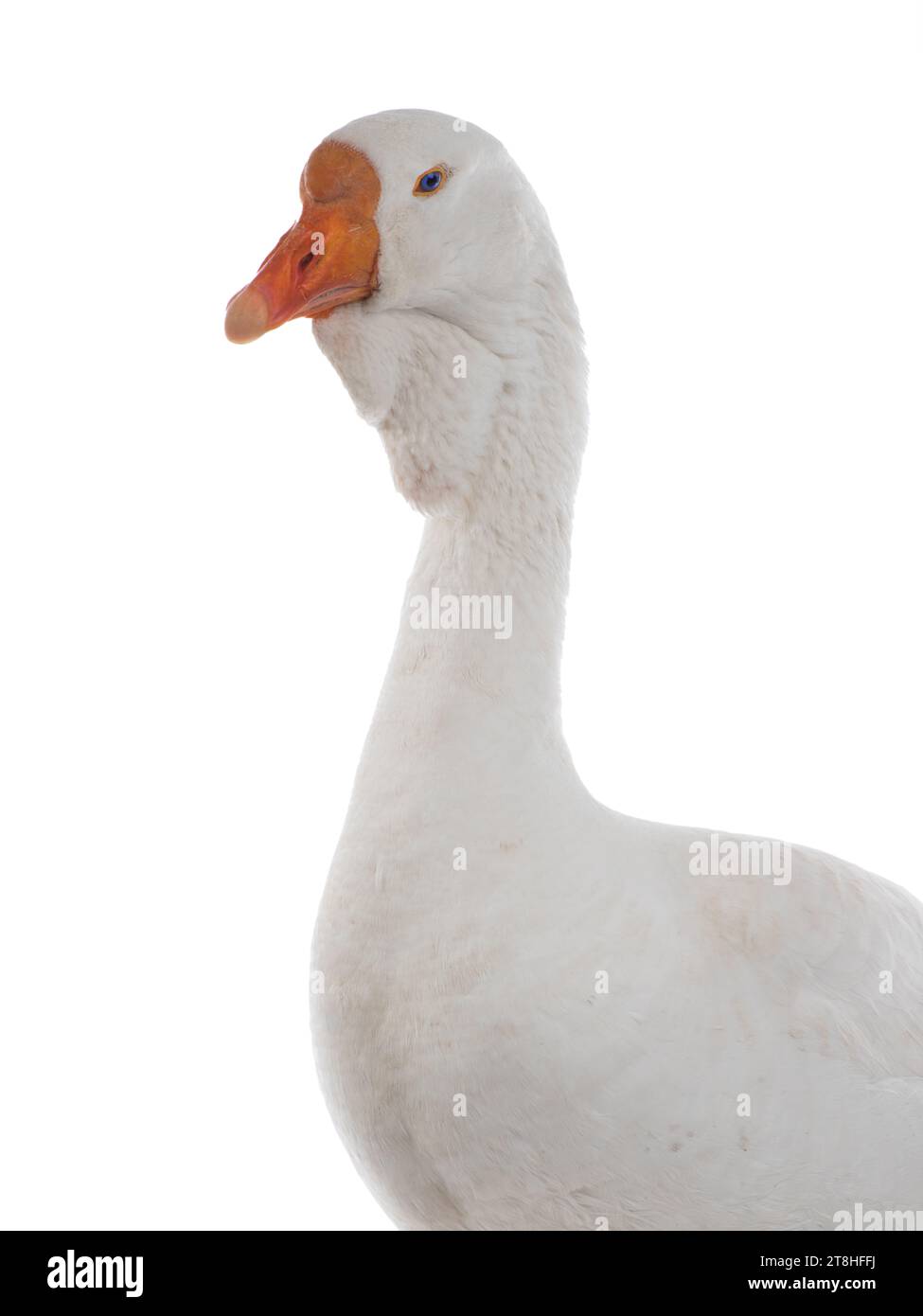 portrait white goose isolated on a white background Stock Photo - Alamy