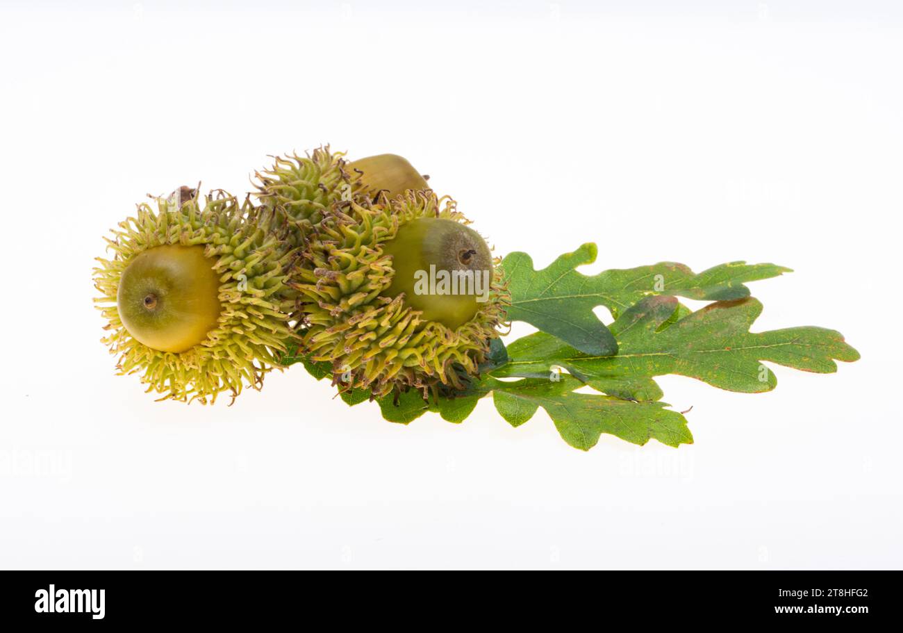 Austrian oak acorn isolated on white background Stock Photo - Alamy