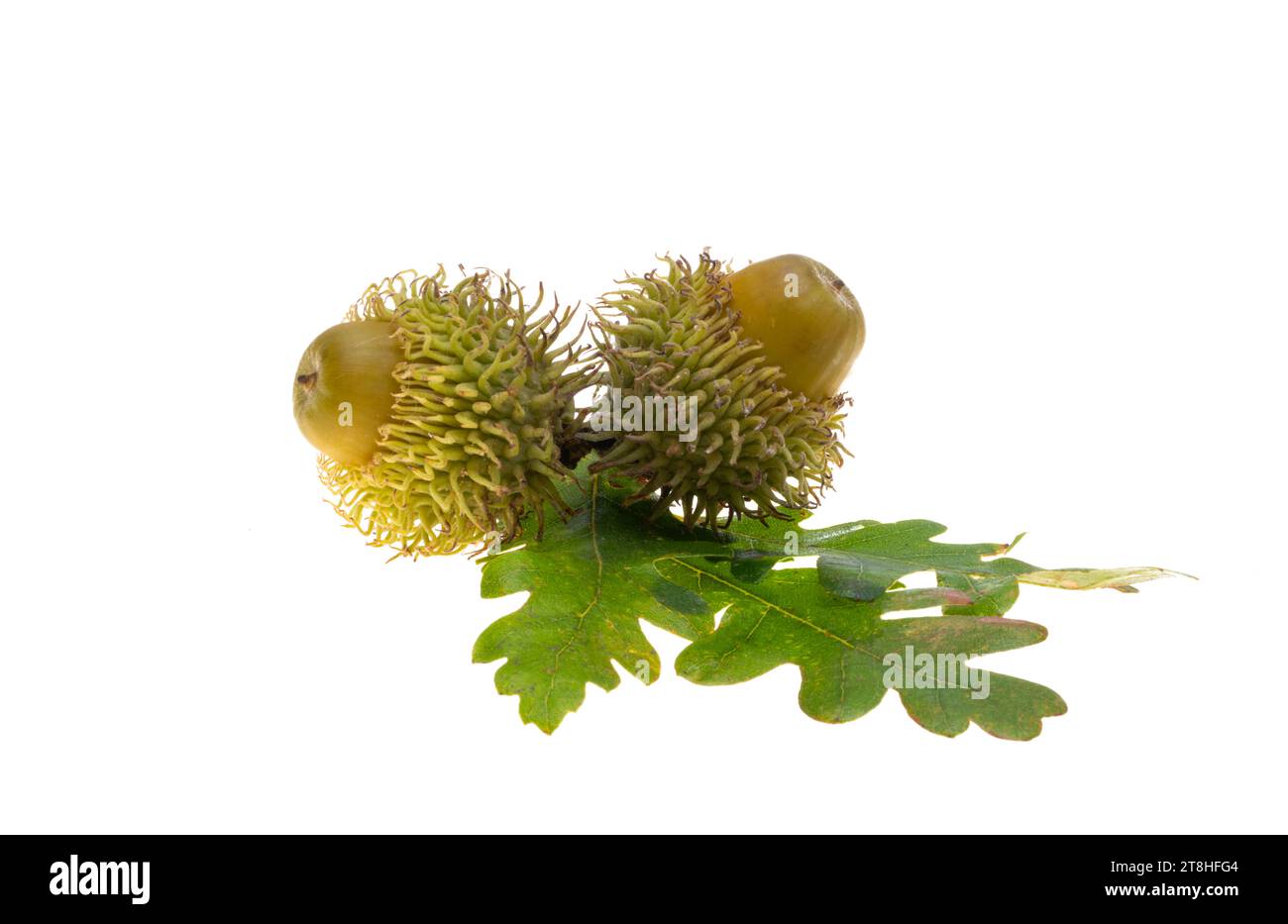 Austrian oak acorn isolated on white background Stock Photo - Alamy