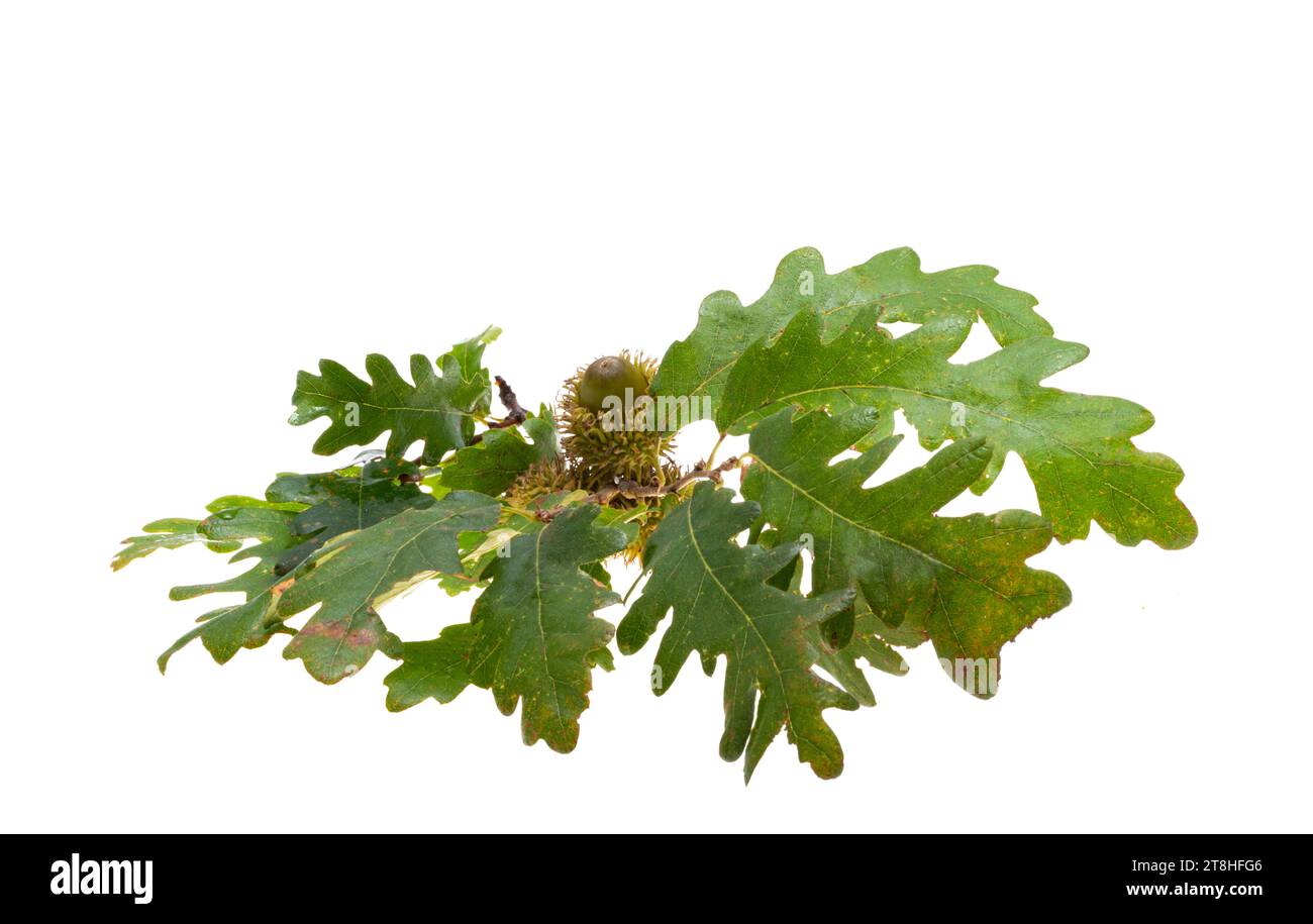 Austrian oak acorn isolated on white background Stock Photo - Alamy