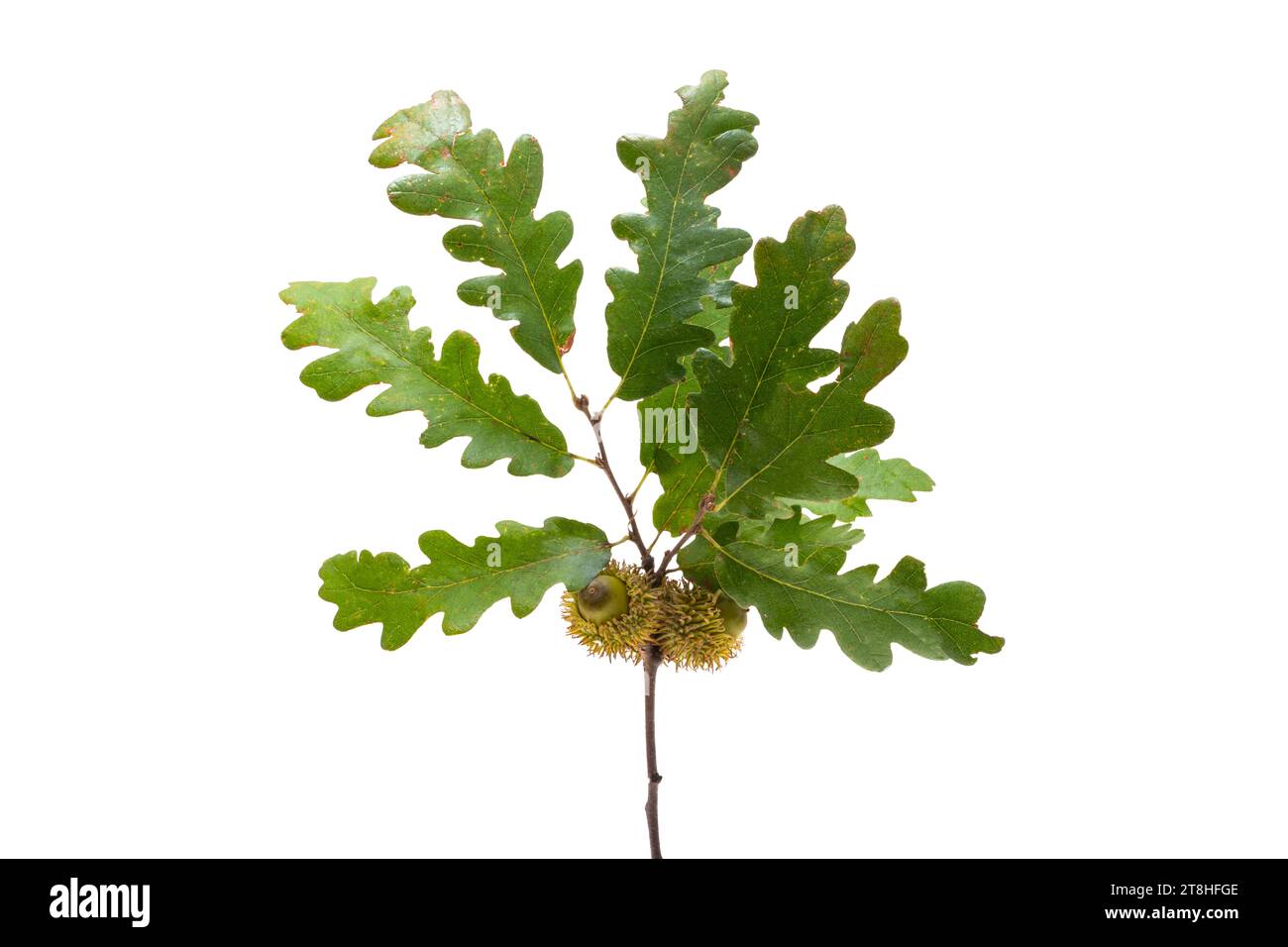 Austrian oak acorn isolated on white background Stock Photo - Alamy