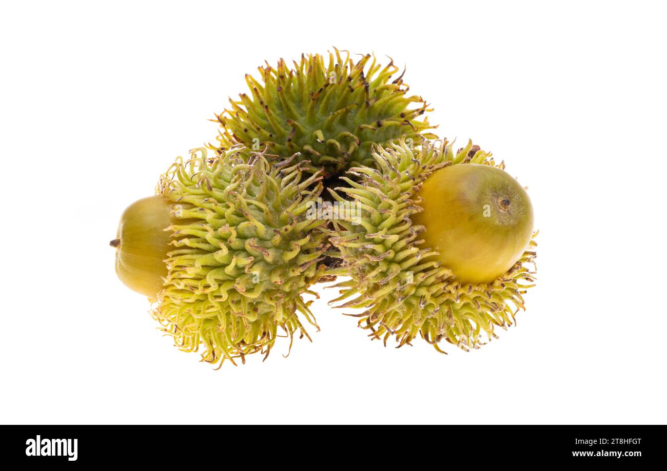 Austrian oak acorn isolated on white background Stock Photo - Alamy