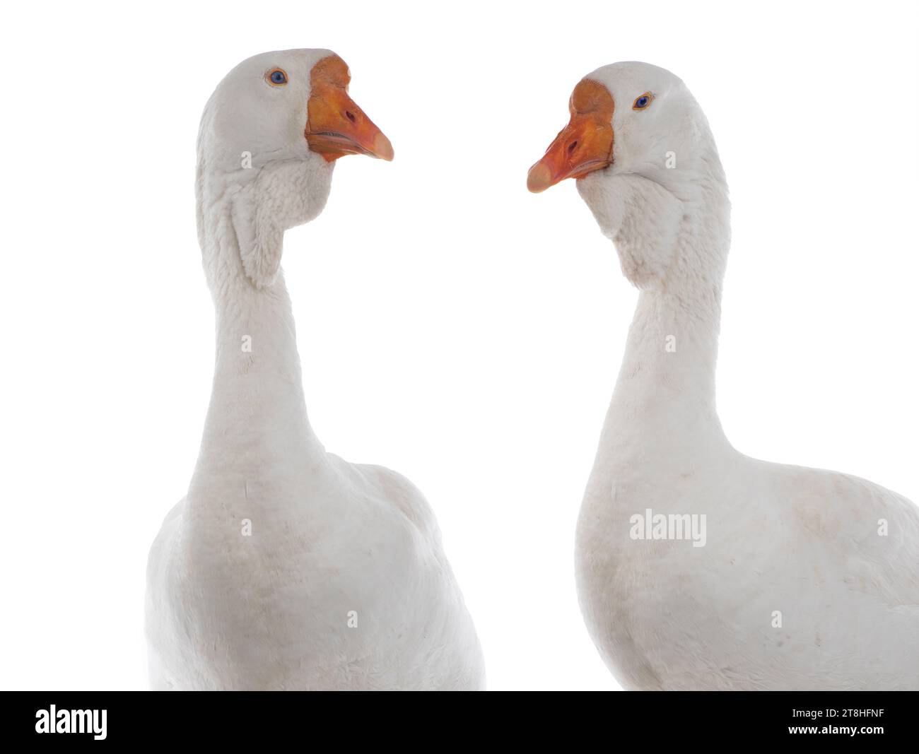 Studio portrait domestic goose hi-res stock photography and images - Alamy