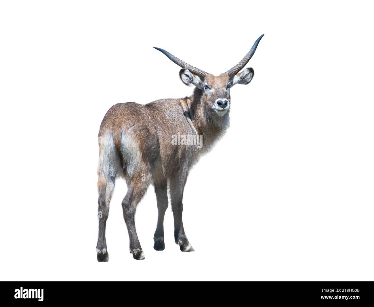 waterbuck isolated on white background Stock Photo - Alamy