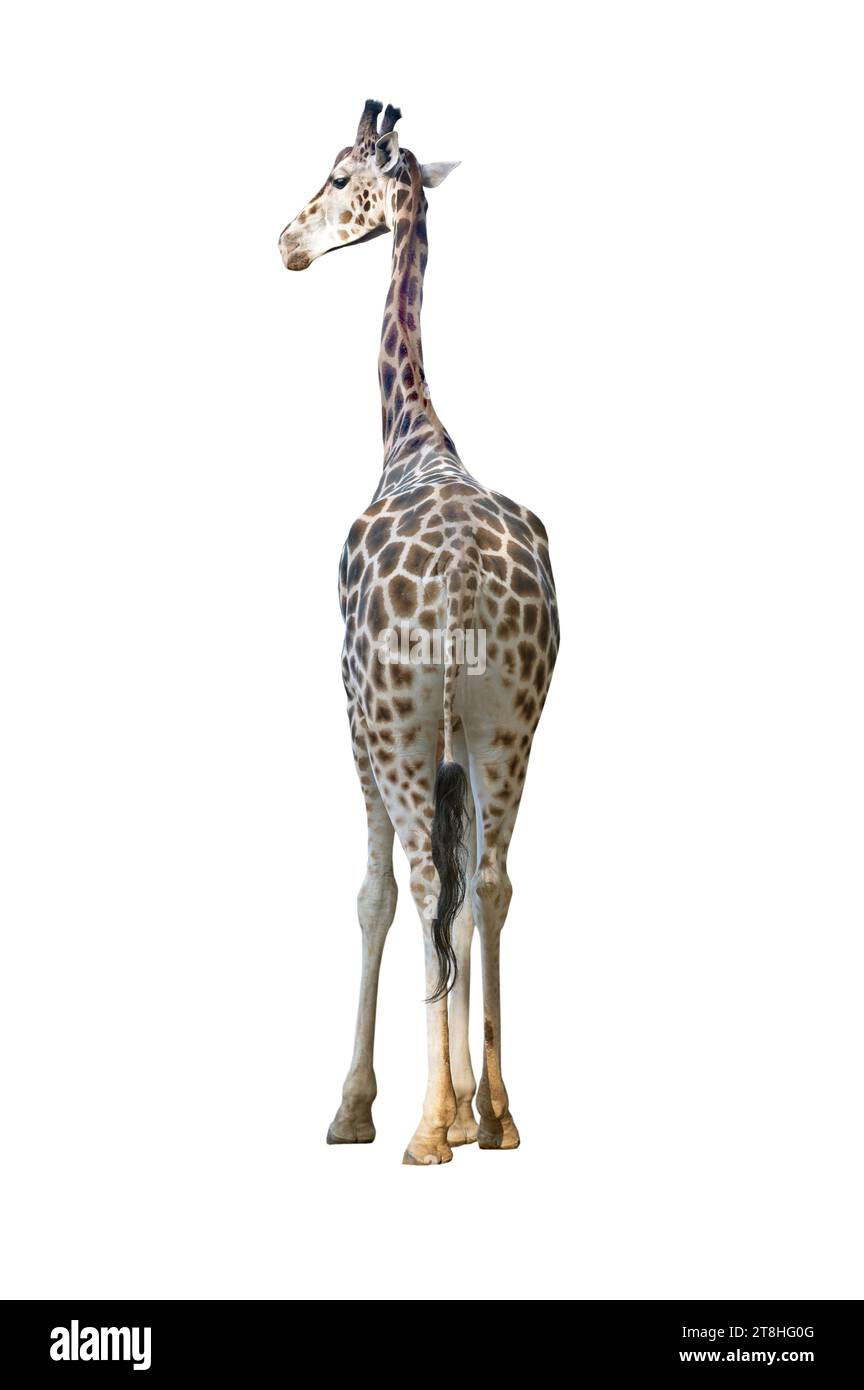 giraffe isolated on white background Stock Photo - Alamy