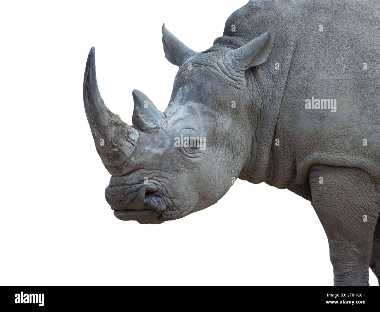 Rhino face portrait on hi-res stock photography and images - Alamy