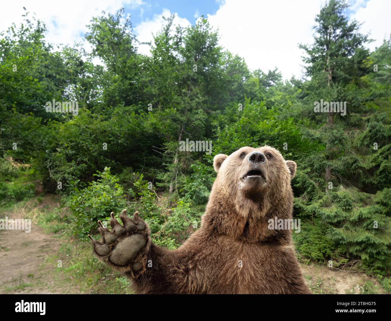 brown bear with a raised paw in the background of the forest Stock ...