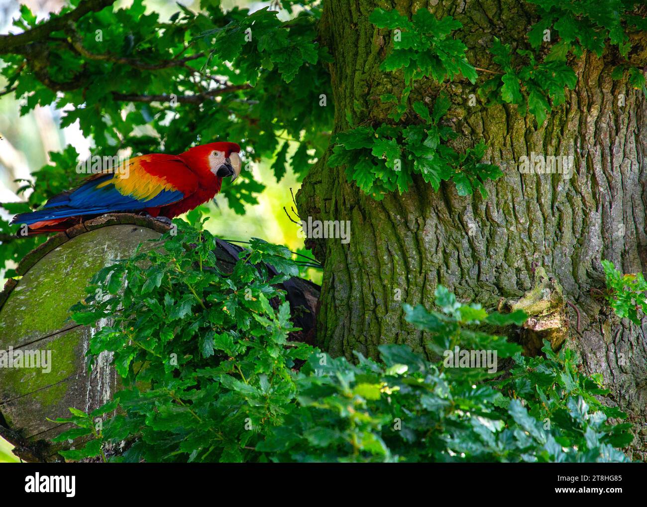 A vibrant Scarlet Macaw, its plumage ablaze with scarlet, yellow, and ...