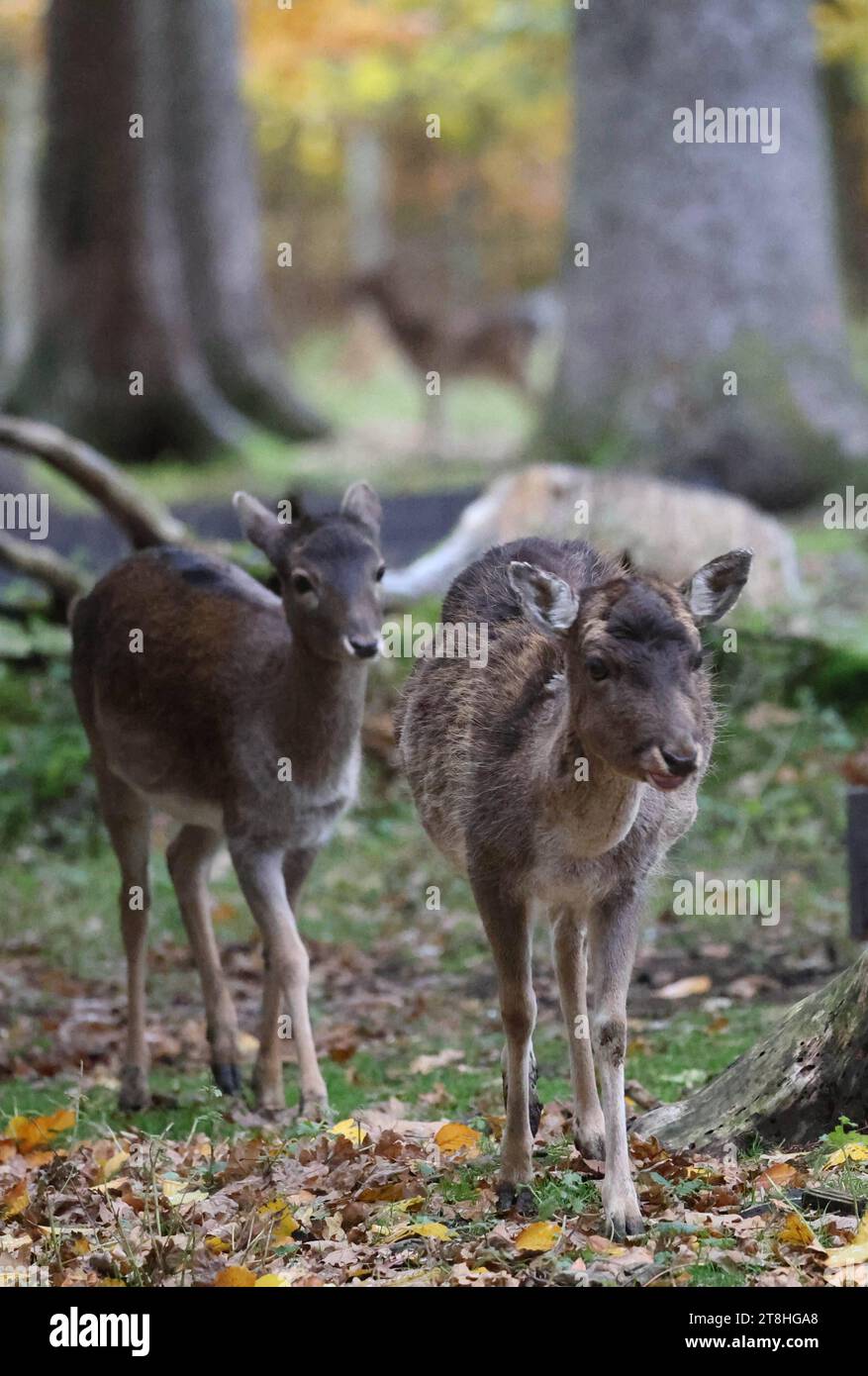 Reh wald hi-res stock photography and images - Alamy