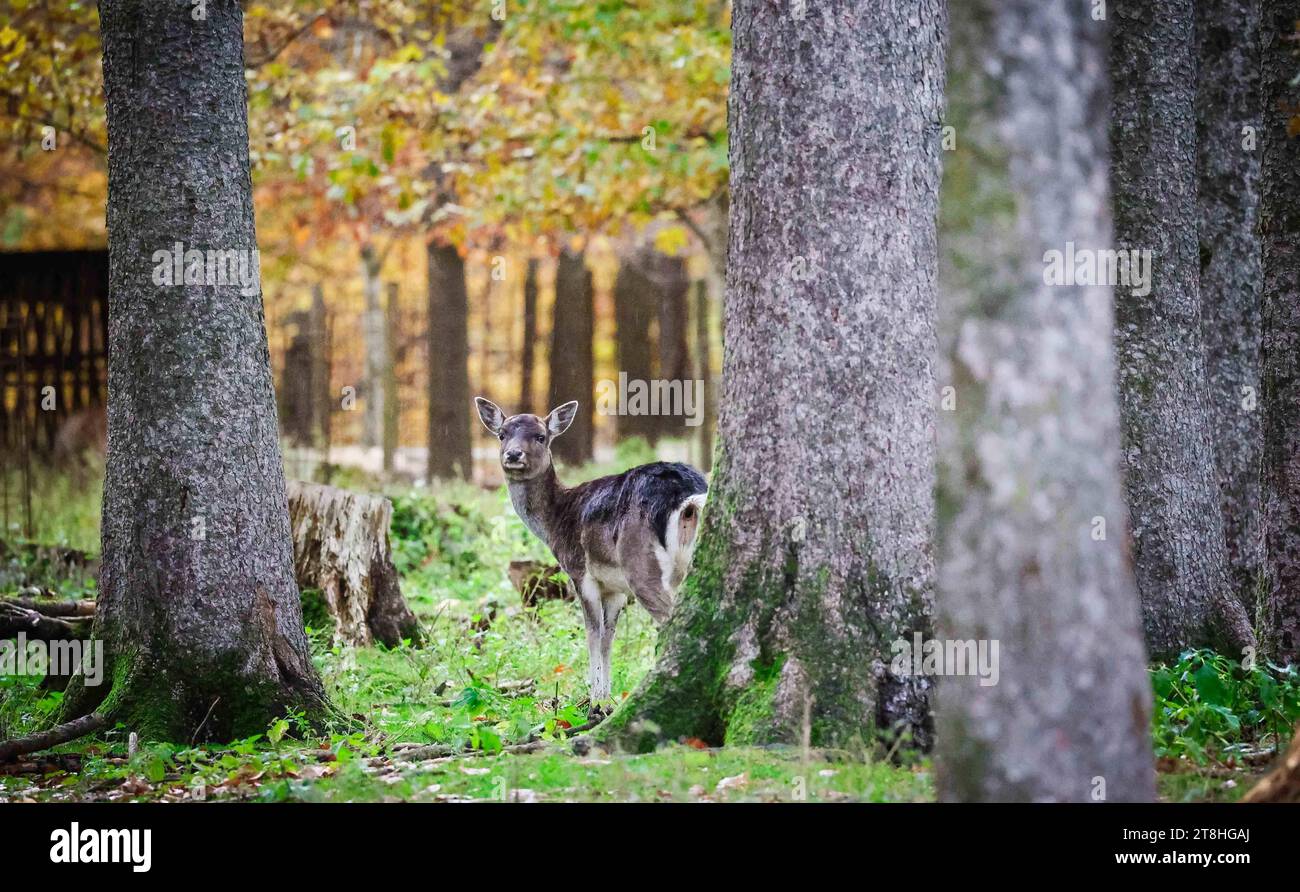 Reh symbol hi-res stock photography and images - Alamy