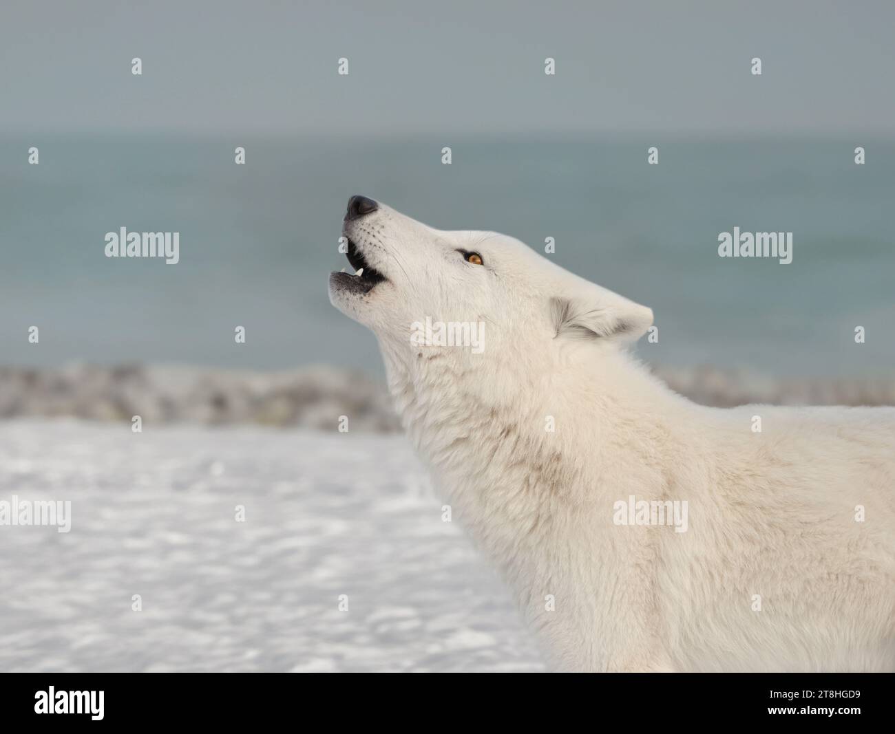 howling white polar wolf on the background of the lake Stock Photo - Alamy