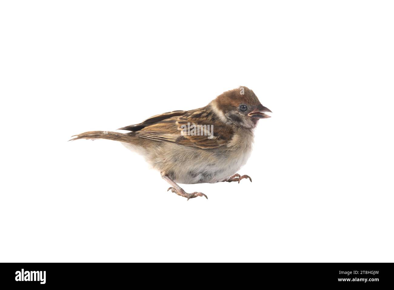 Cute little brown bird Cut Out Stock Images & Pictures - Alamy