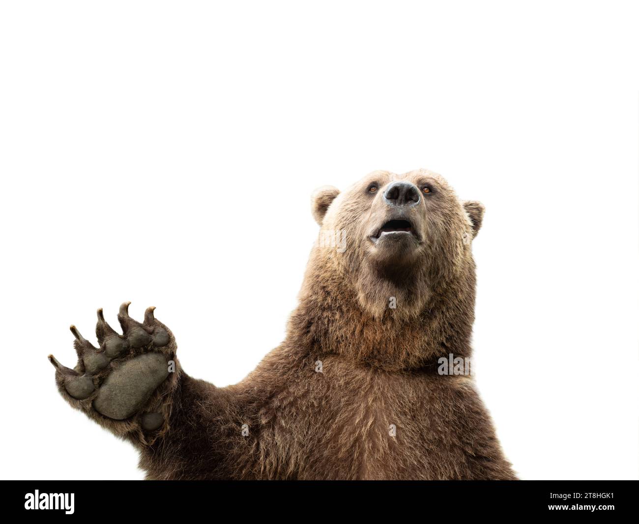 Bear with raised paw isolated on white background Stock Photo - Alamy