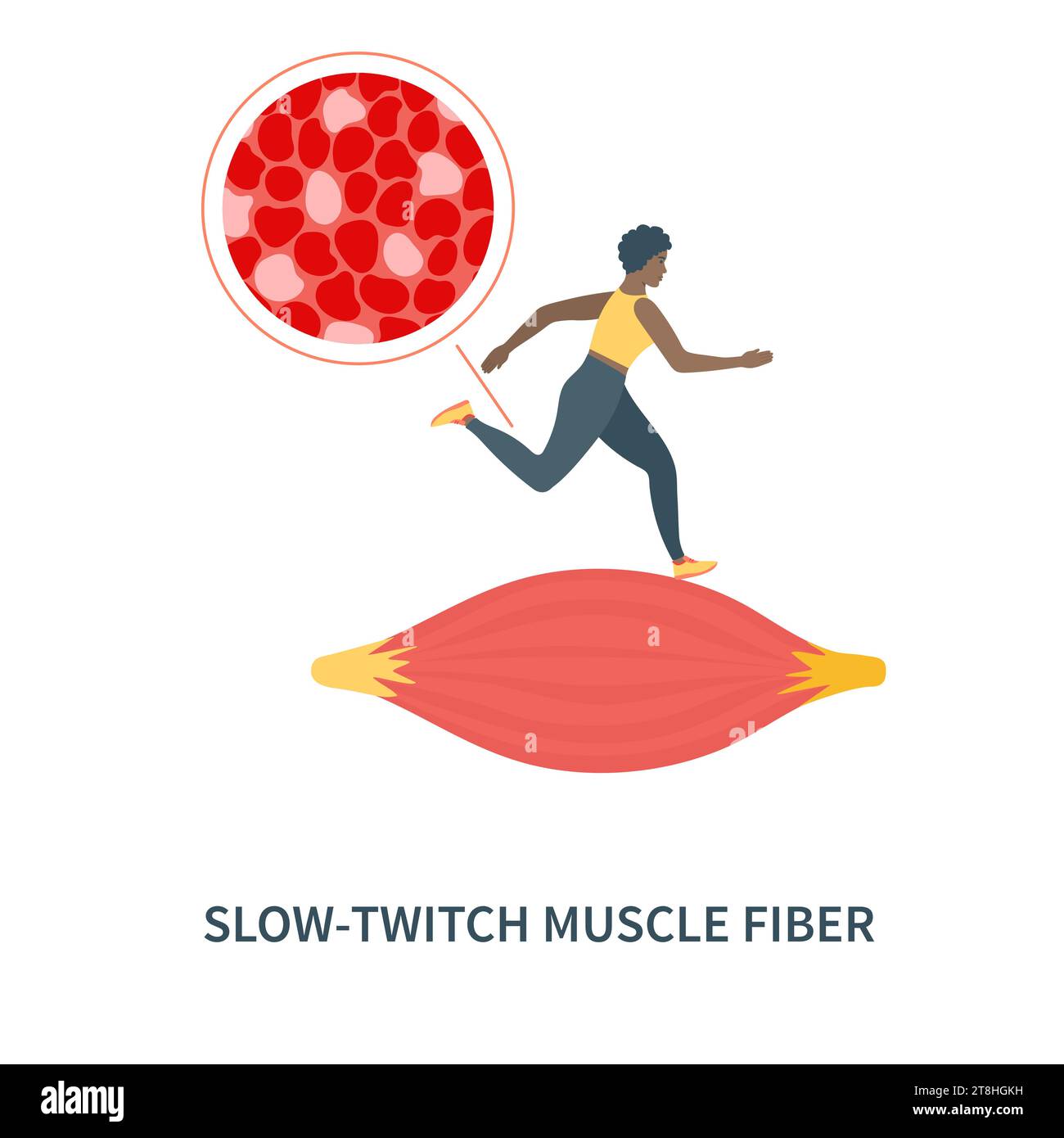 Slow twitch red muscle fiber type illustration Stock Vector Image & Art ...