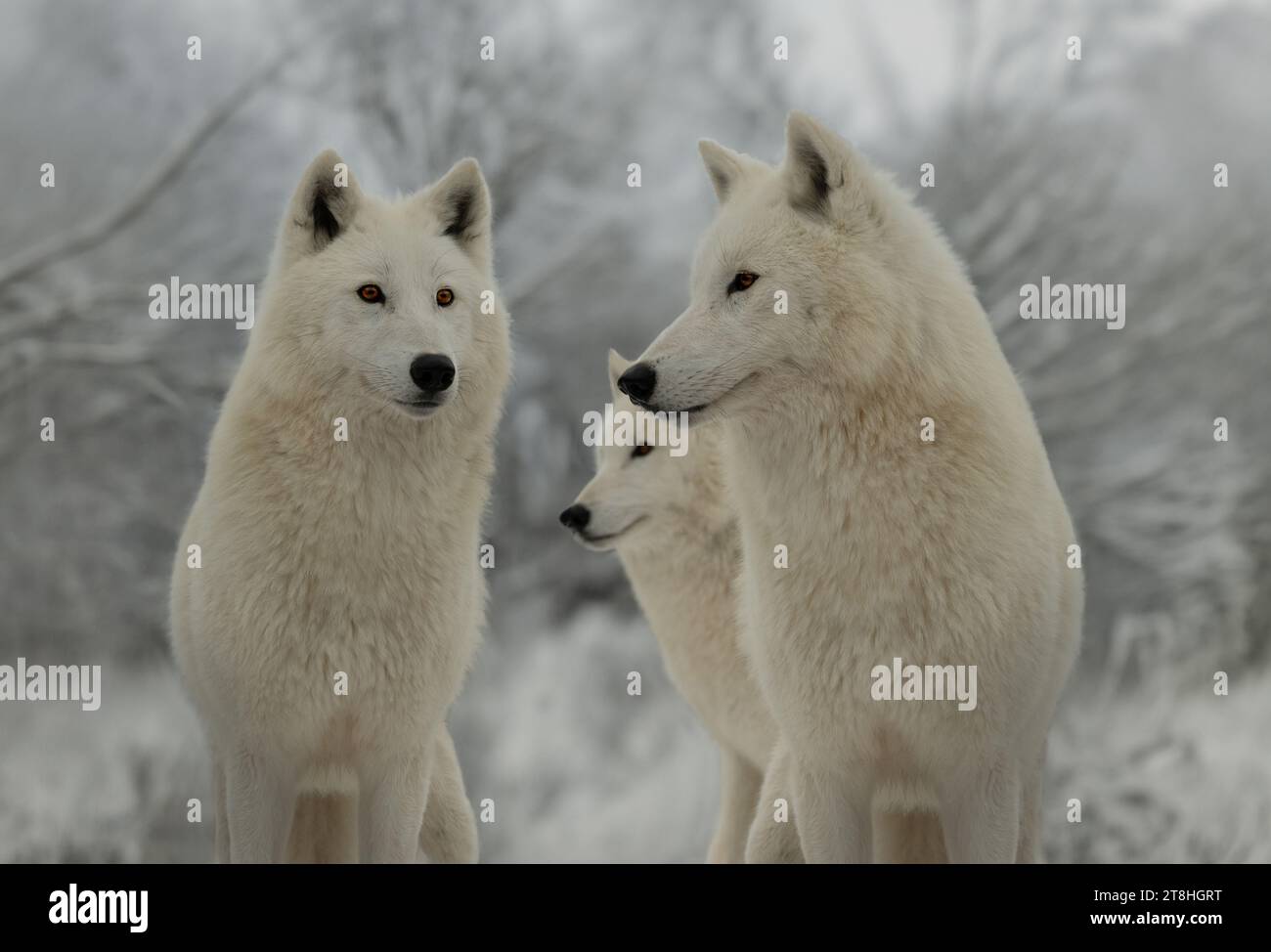 three polar wolves standing in the background of the forest Stock Photo ...