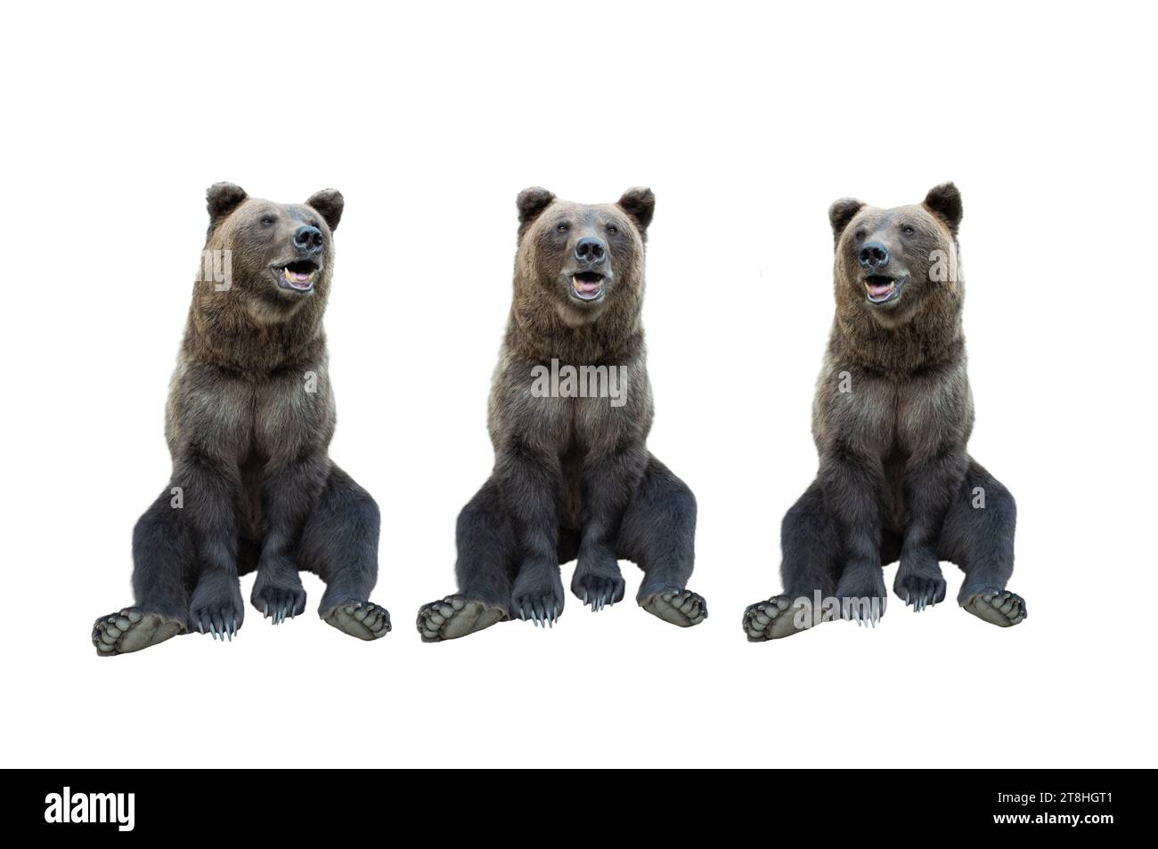three brown bear isolated on white background Stock Photo - Alamy