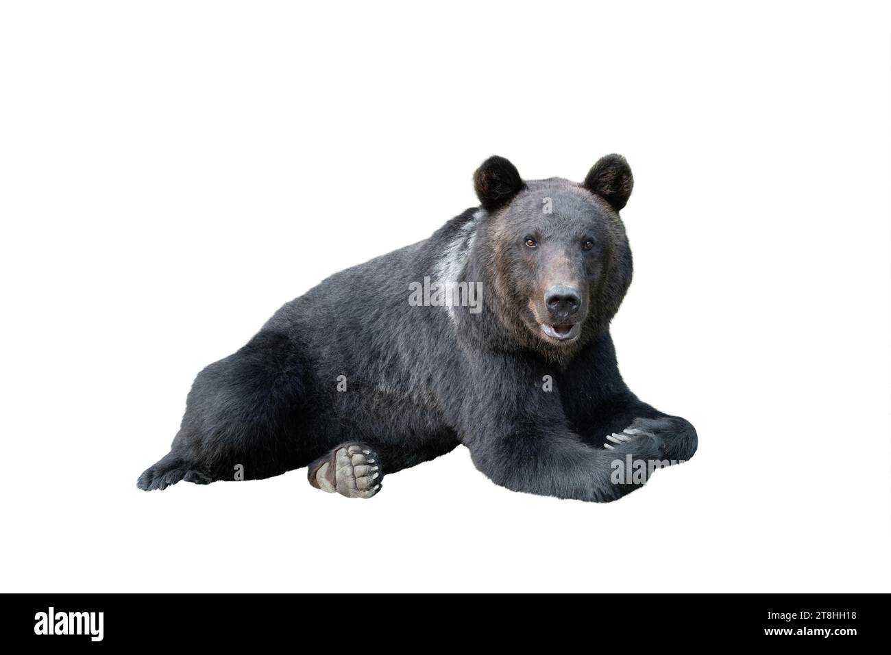 Black bears habitat Cut Out Stock Images & Pictures - Alamy
