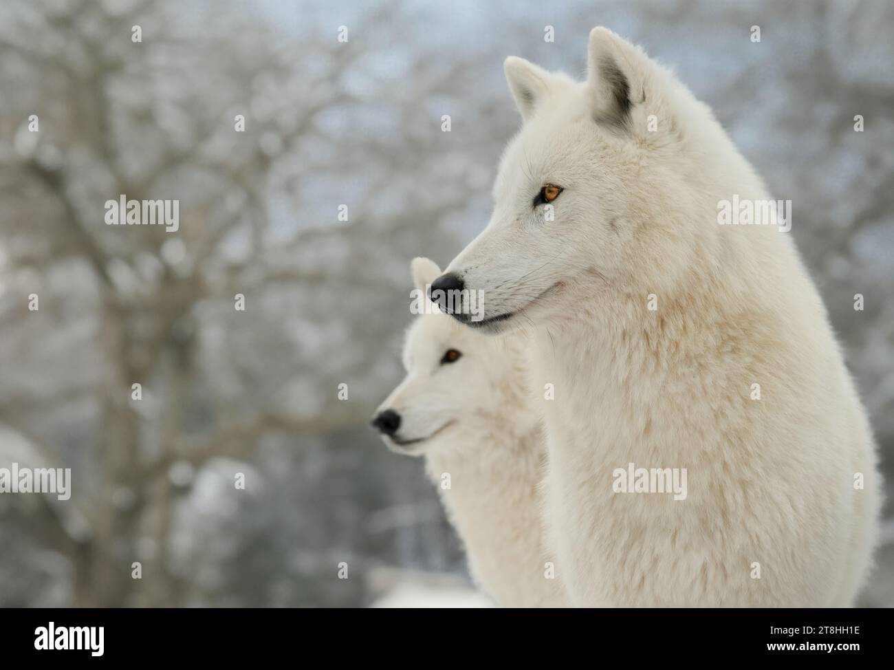 white polar wolves on the background of the forest Stock Photo - Alamy